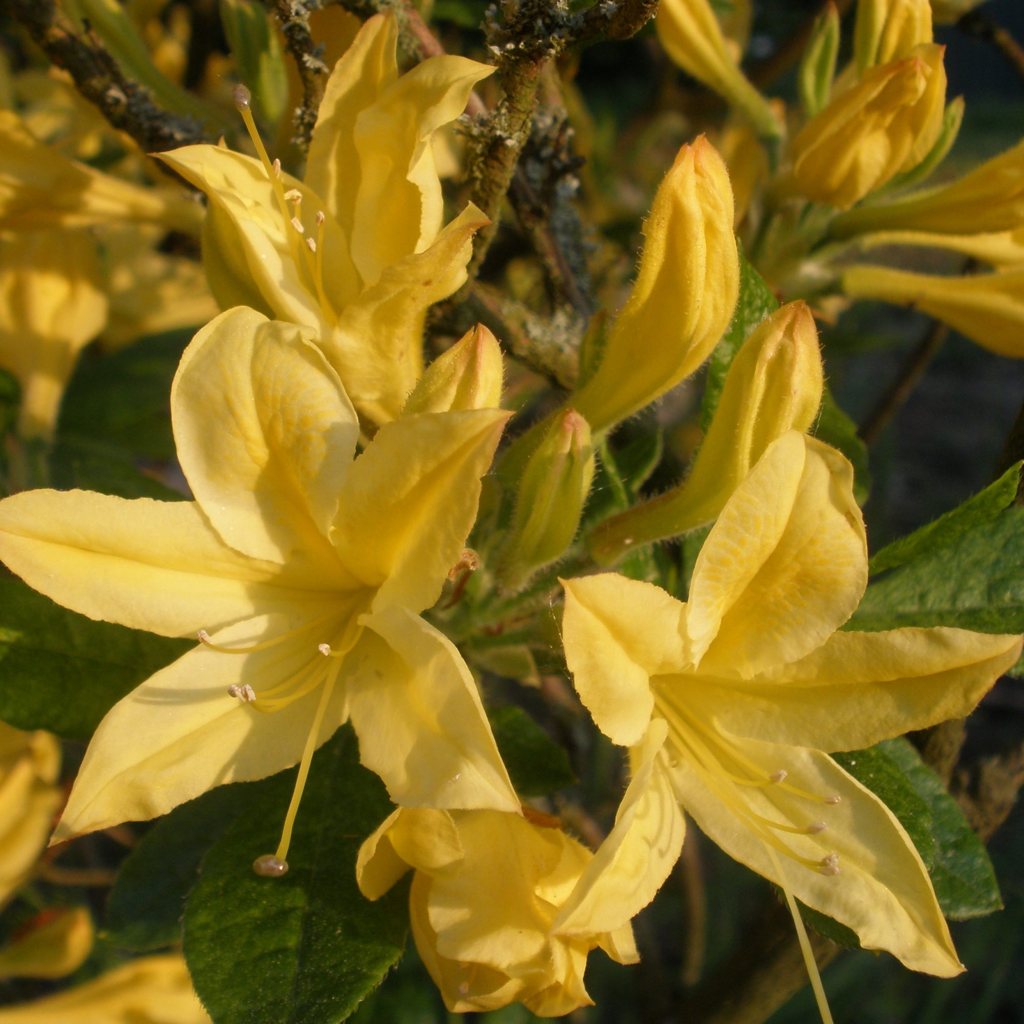 Deciduous Azalea Arpege - Buy Arpege Rhododendrons online - Millais ...