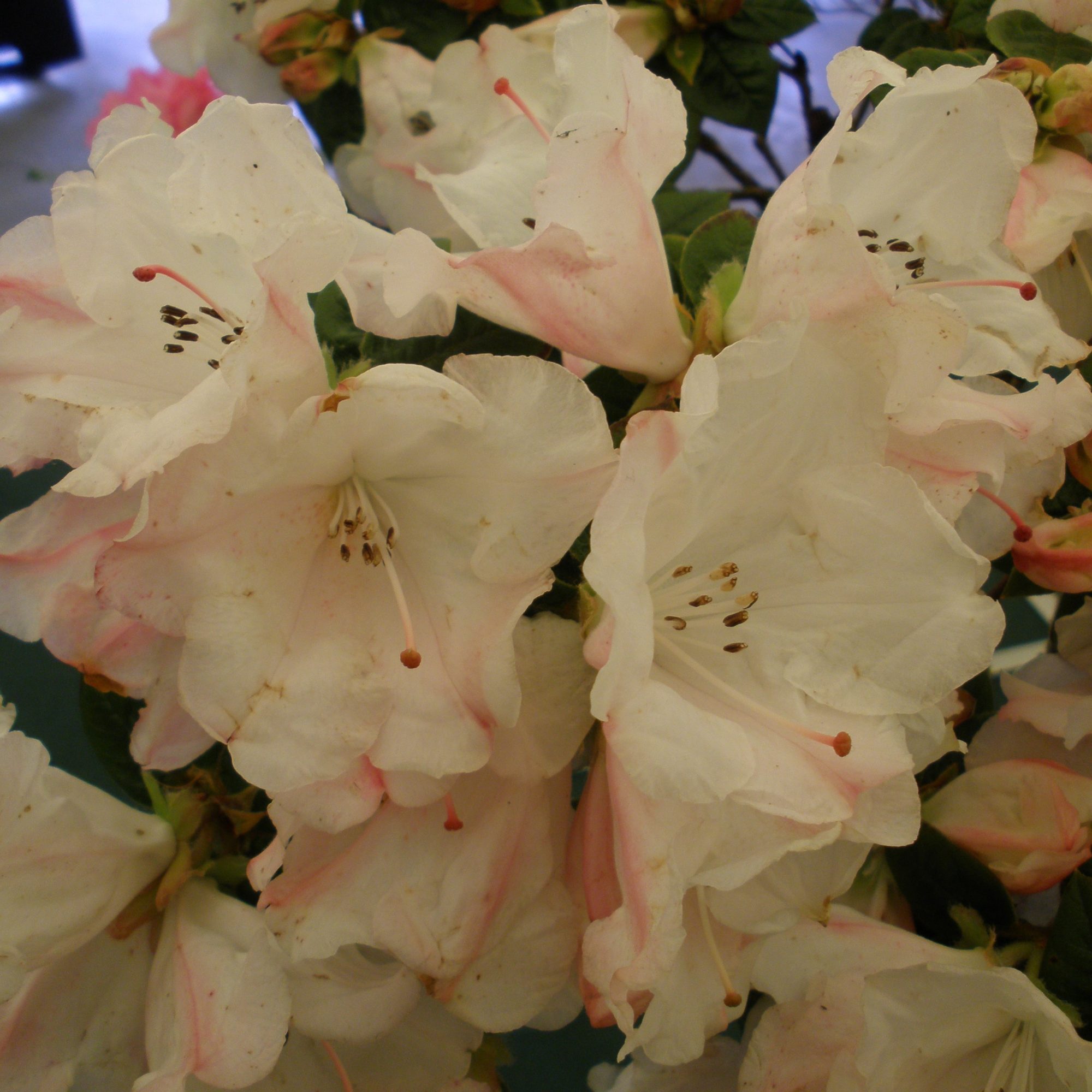 Rhododendron Princess Alice FCC - Tender Rhododendrons - Millais Nurseries