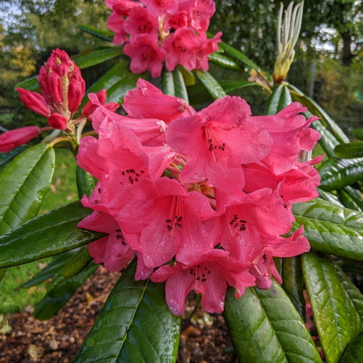 Rhododendron Europa EX7694 - Tall Hybrid Rhododendrons - Millais Nurseries