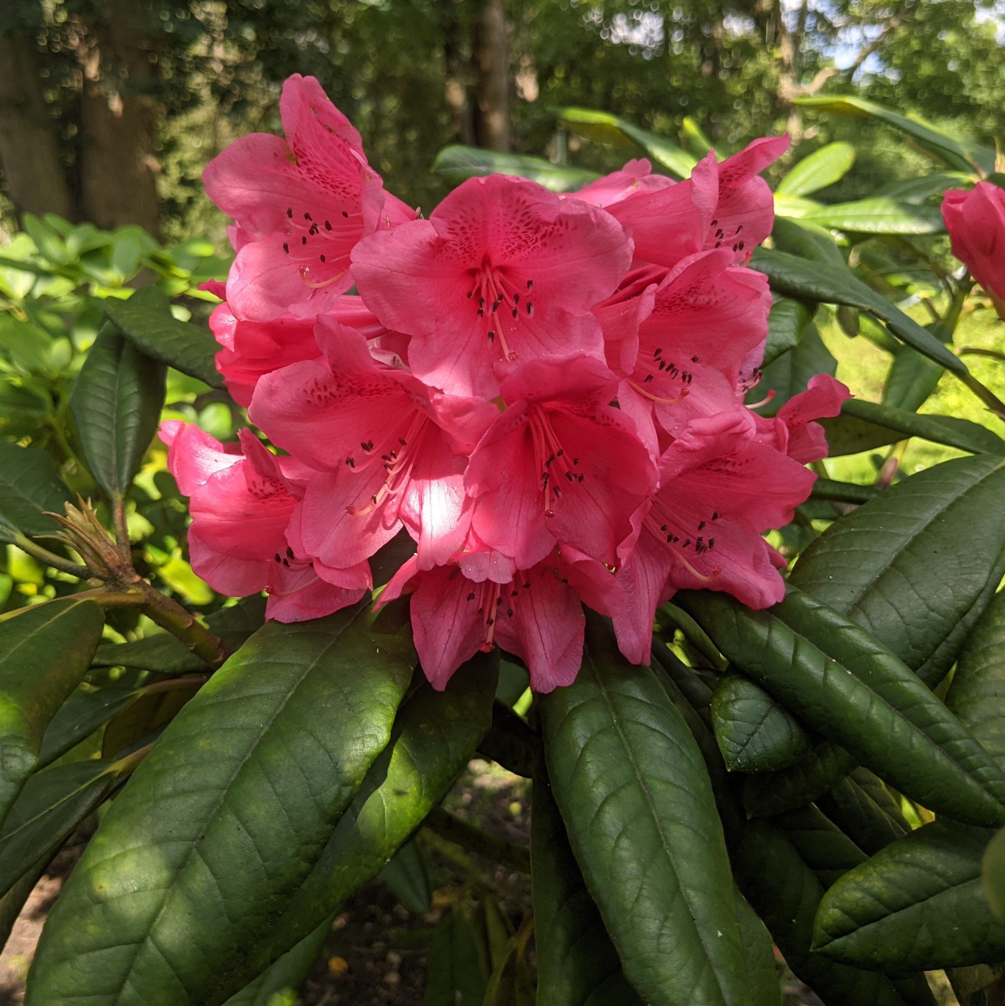 Rhododendron Europa EX7694 - Tall Hybrid Rhododendrons - Millais Nurseries