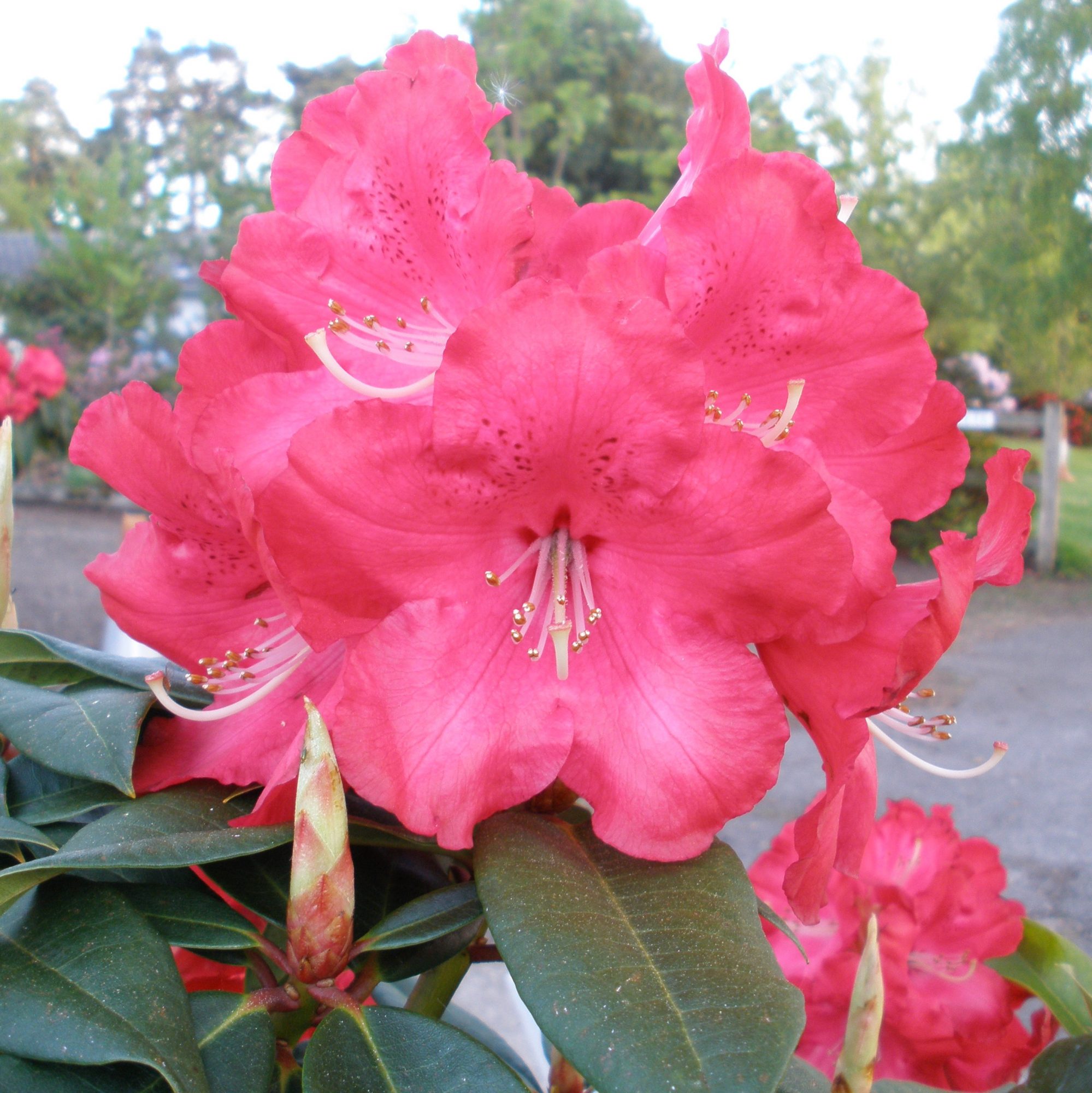 Rhododendron Halfdan Lem AGM - Tall Hybrid Rhododendrons - Millais ...