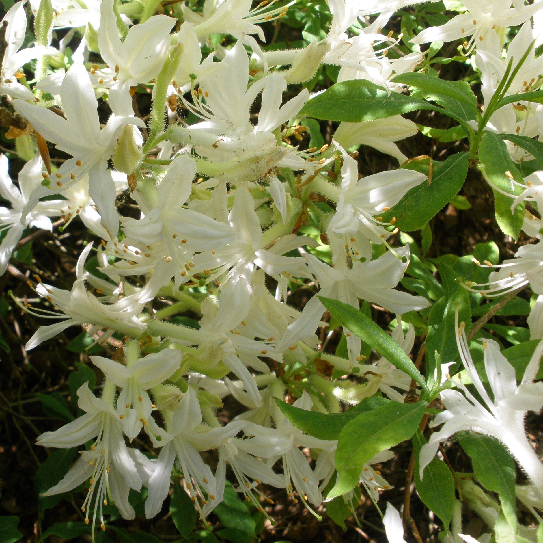 atlanticum 'Seaboard' Deciduous Azalea - Buy atlanticum Rhododendrons ...