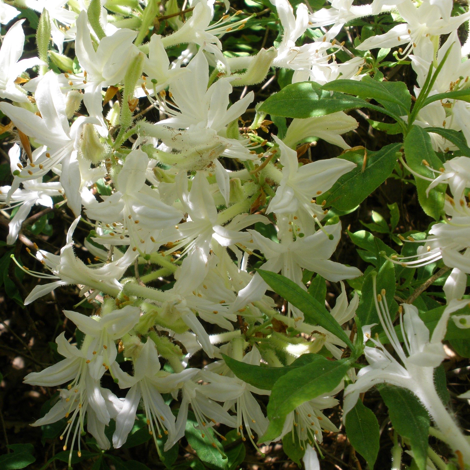 atlanticum 'Seaboard' Deciduous Azalea - Buy atlanticum Rhododendrons ...
