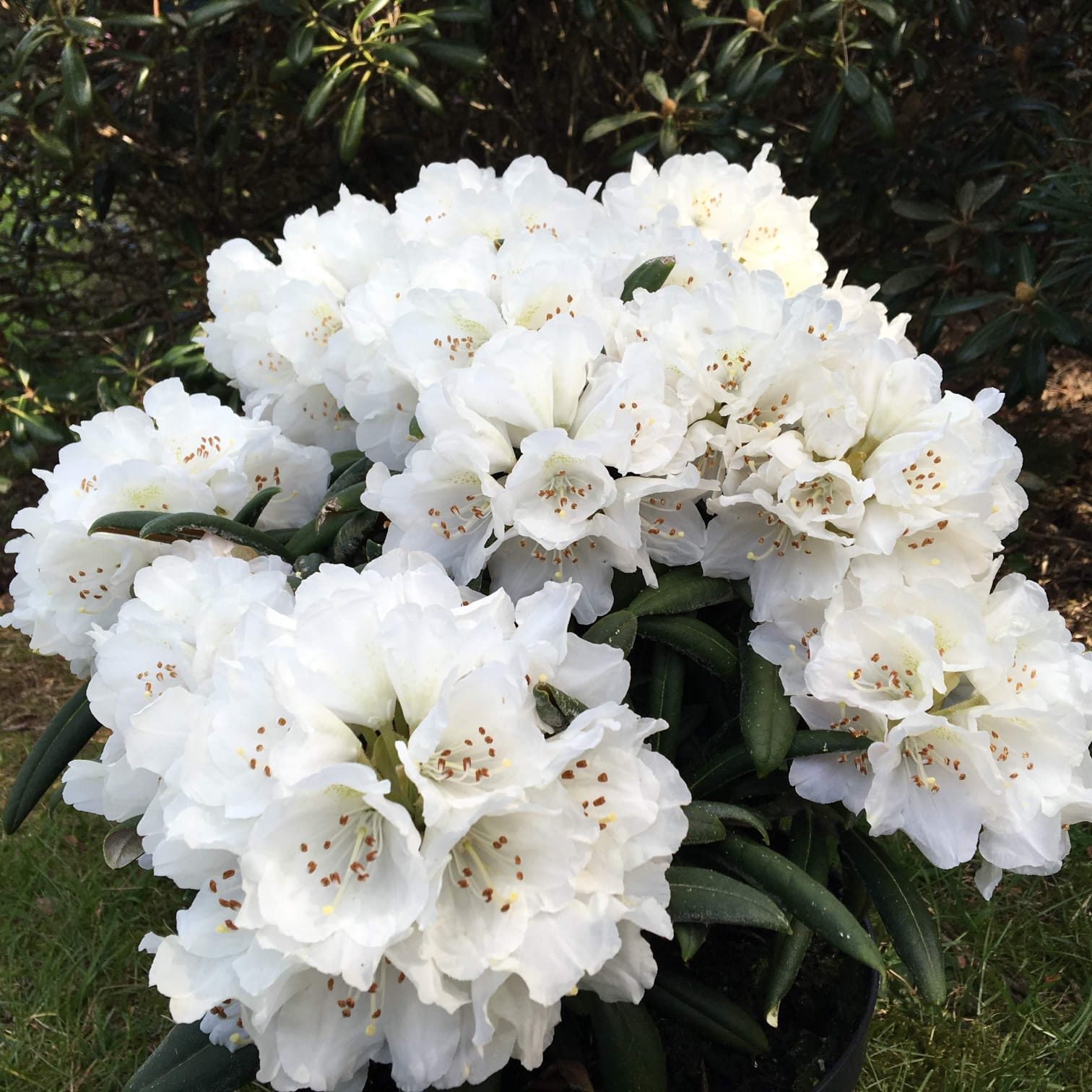 Rhododendron Yaku Angel - Compact Rhododendrons - Millais Nurseries