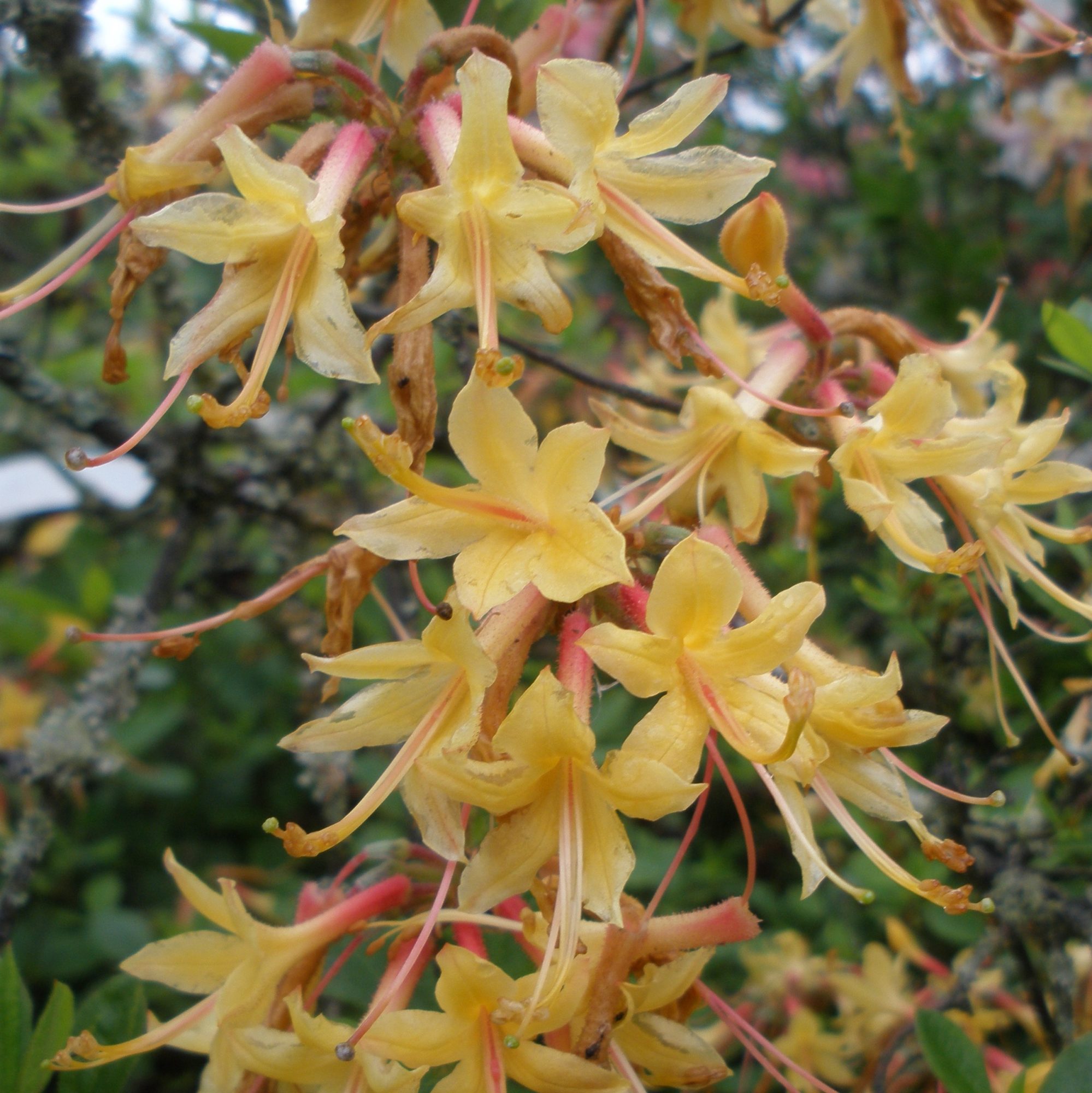 Deciduous Azalea austrinum - Buy austrinum Rhododendrons online ...