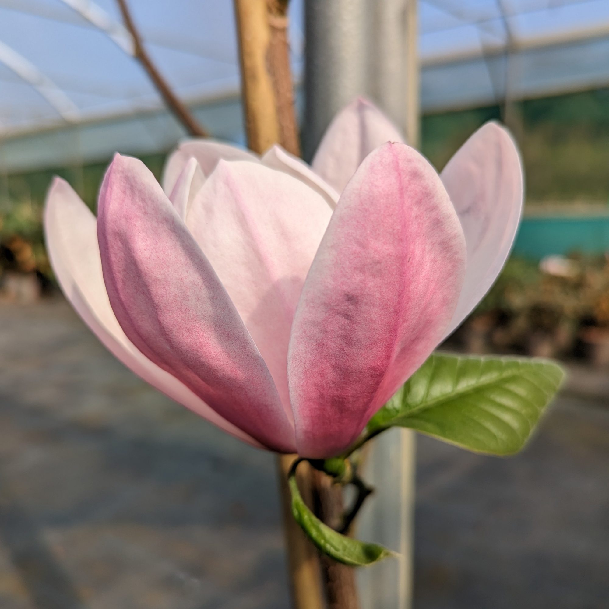 Magnolia Apollo - Magnolias - Millais Nurseries