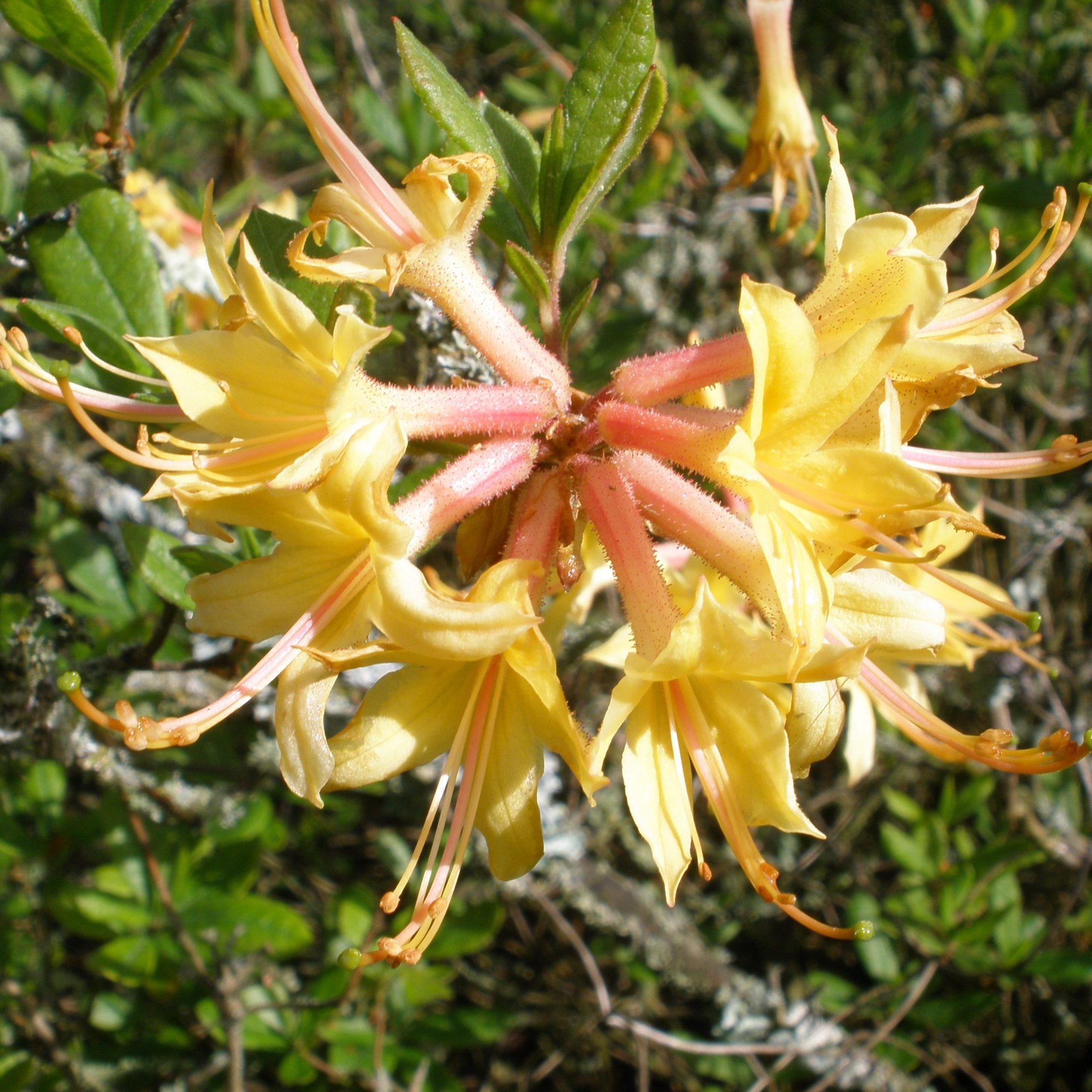 Deciduous Azalea austrinum - Buy austrinum Rhododendrons online ...