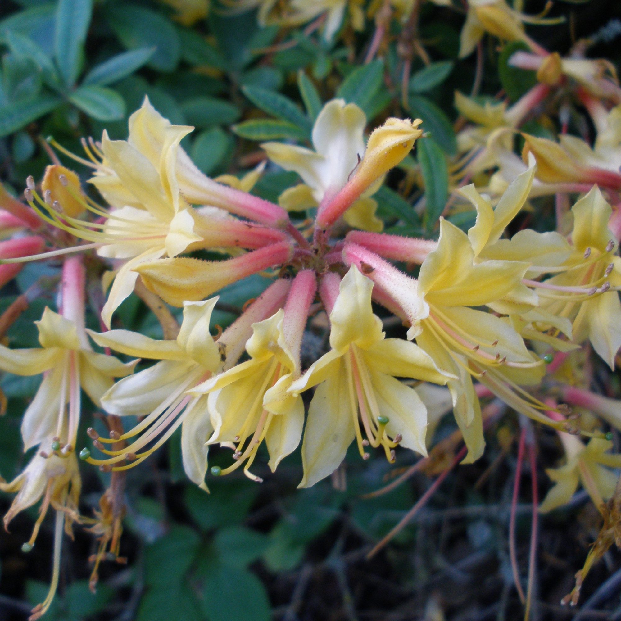 Deciduous Azalea austrinum - Buy austrinum Rhododendrons online ...