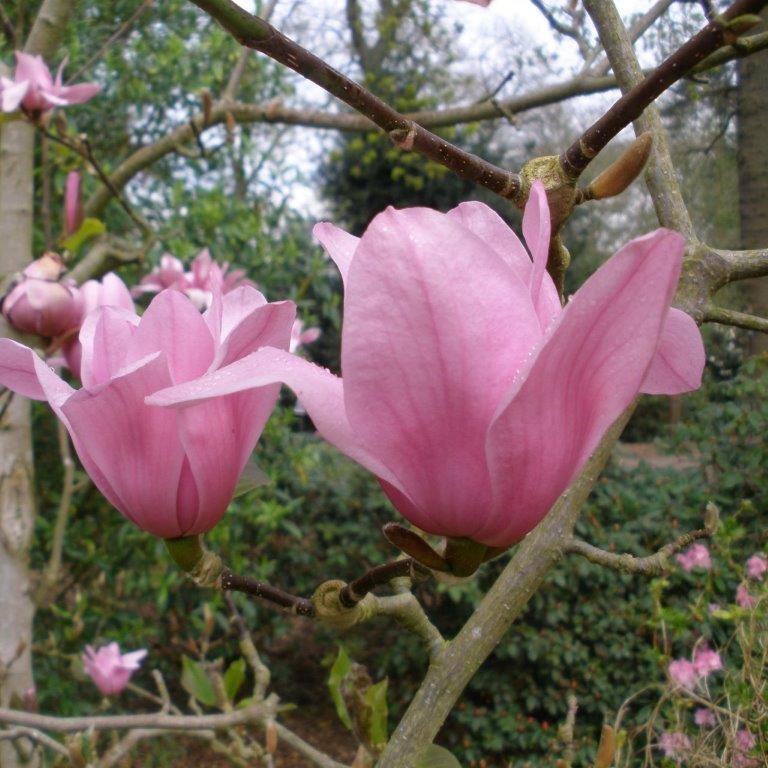 Magnolia Vulcan - Magnolias - Millais Nurseries