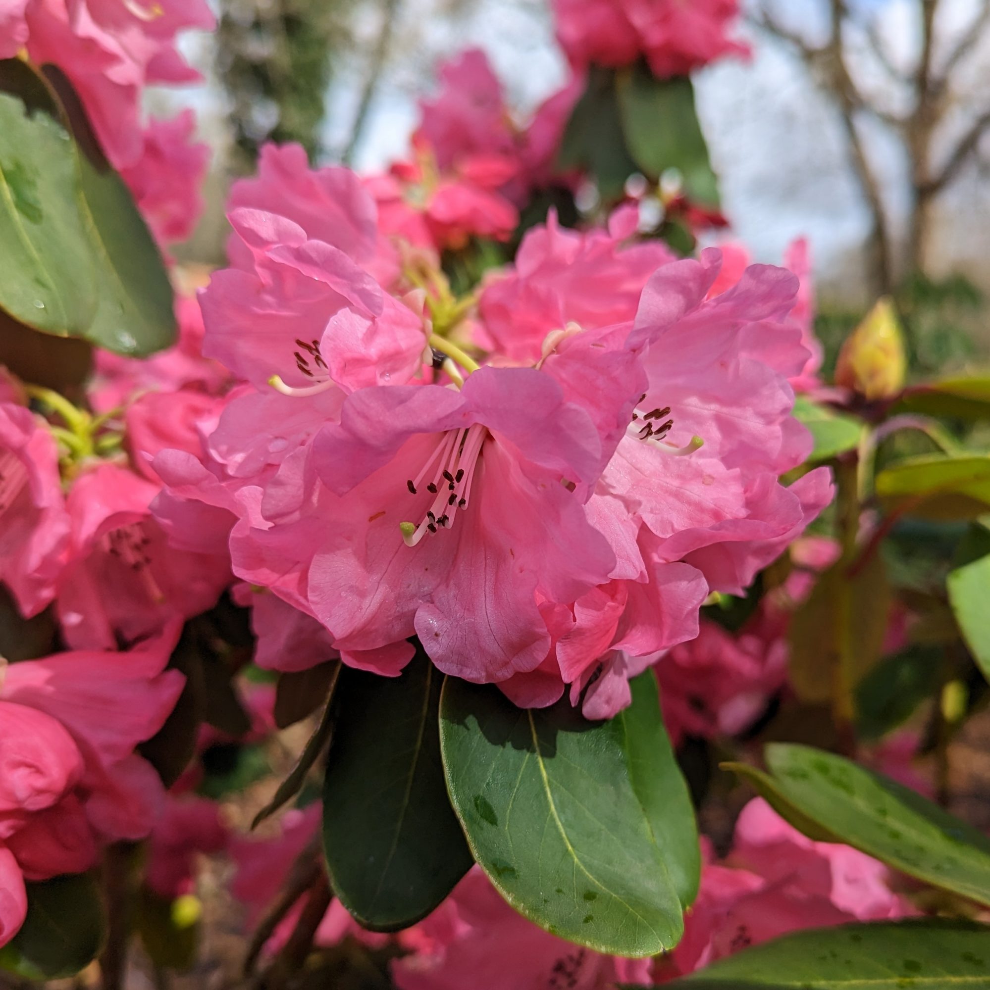 Rhododendron Rosalind - Tall Hybrid Rhododendrons - Millais Nurseries
