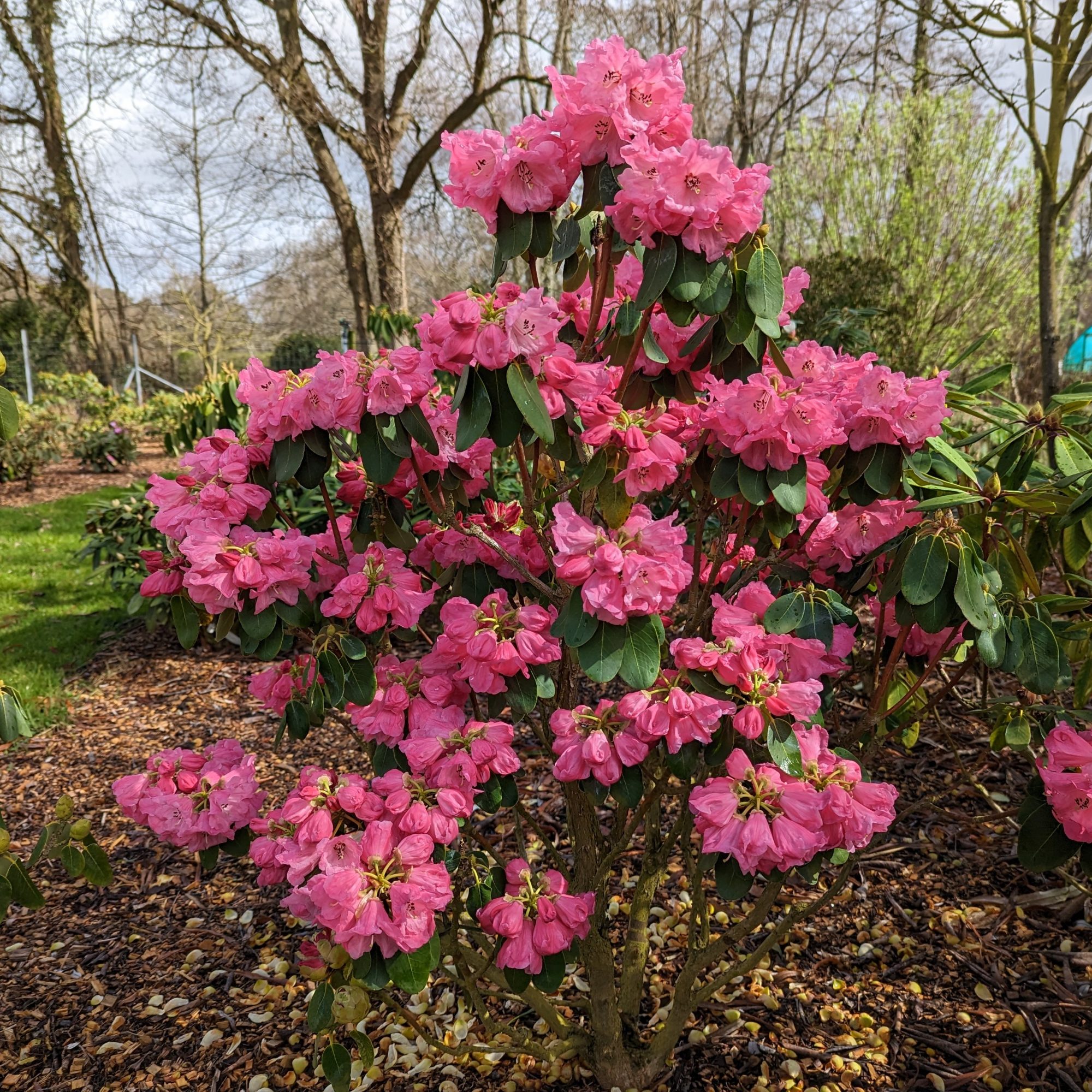 Rhododendron Rosalind - Tall Hybrid Rhododendrons - Millais Nurseries