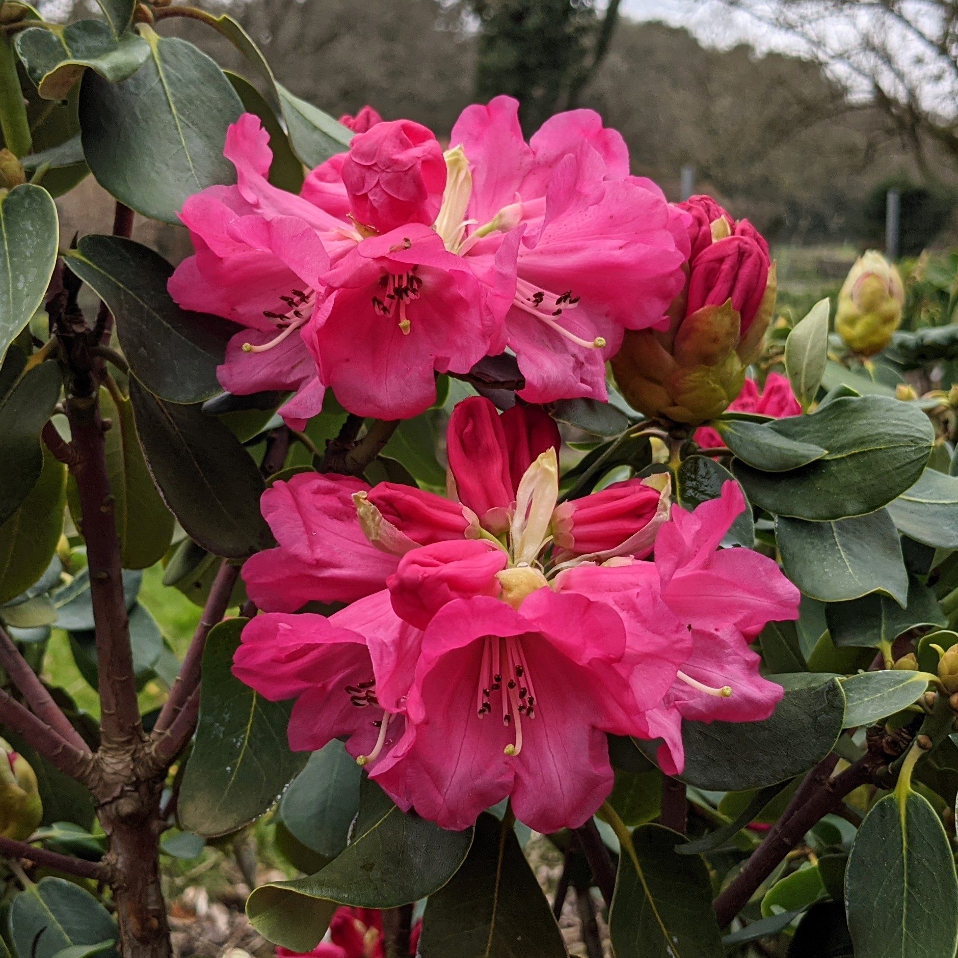Rhododendron Rosalind - Tall Hybrid Rhododendrons - Millais Nurseries