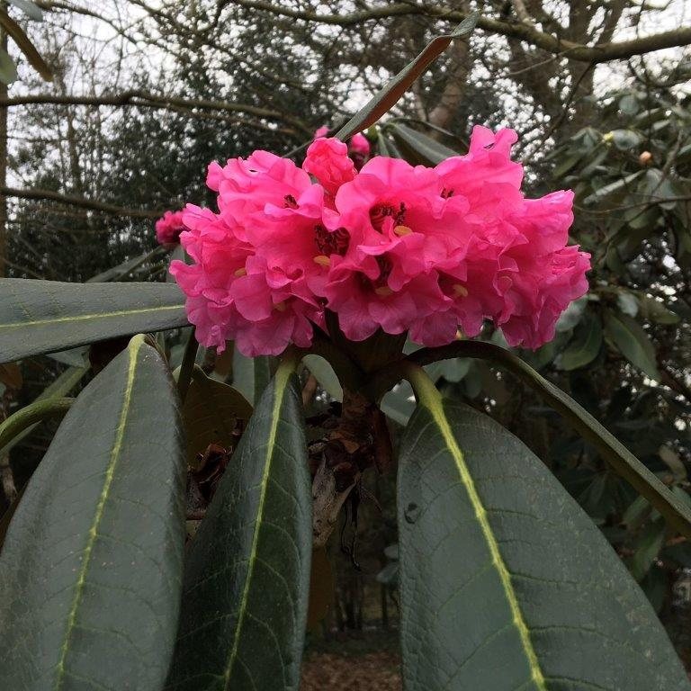 Rhododendron magnificum Himalayan Child (seed of KW13681) - Big Leaved ...