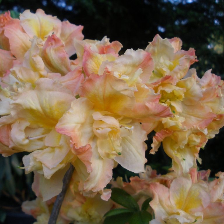 Barbecue Deciduous Azalea - Buy Barbecue Rhododendrons online - Millais ...