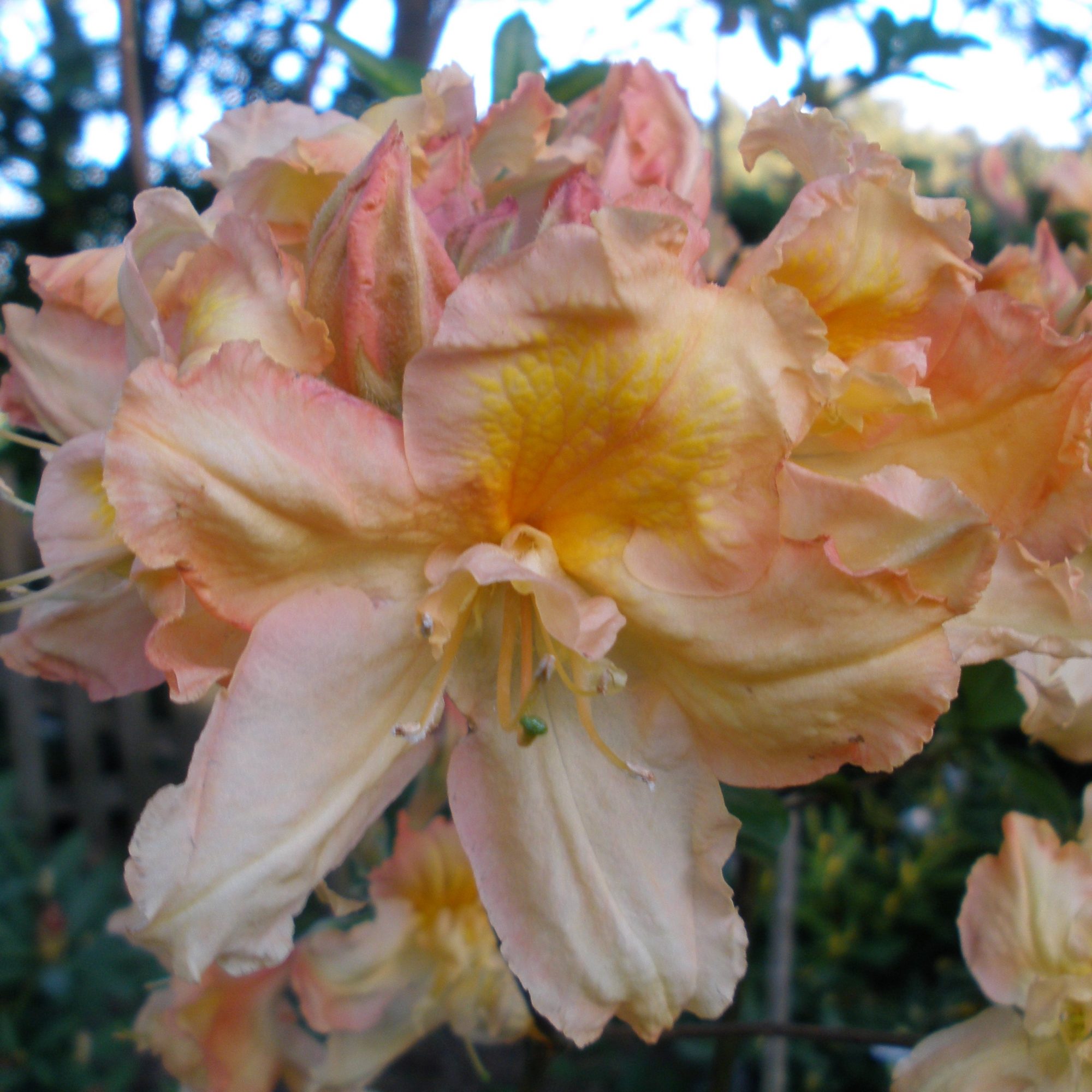 Barbecue Deciduous Azalea - Buy Barbecue Rhododendrons online - Millais ...