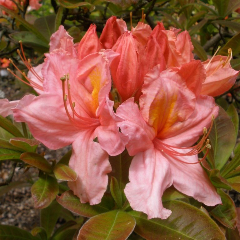 Berryrose Deciduous Azalea - Buy Berryrose Rhododendrons AGM online ...
