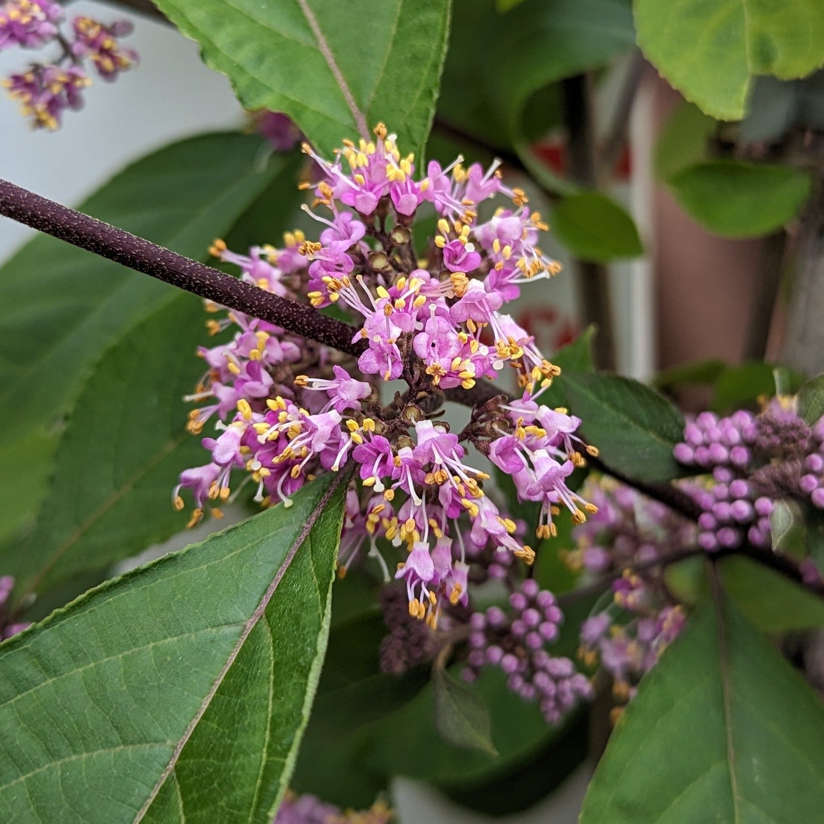 Callicarpa bodinieri Profusion AGM - Choice Plants - Millais Nurseries