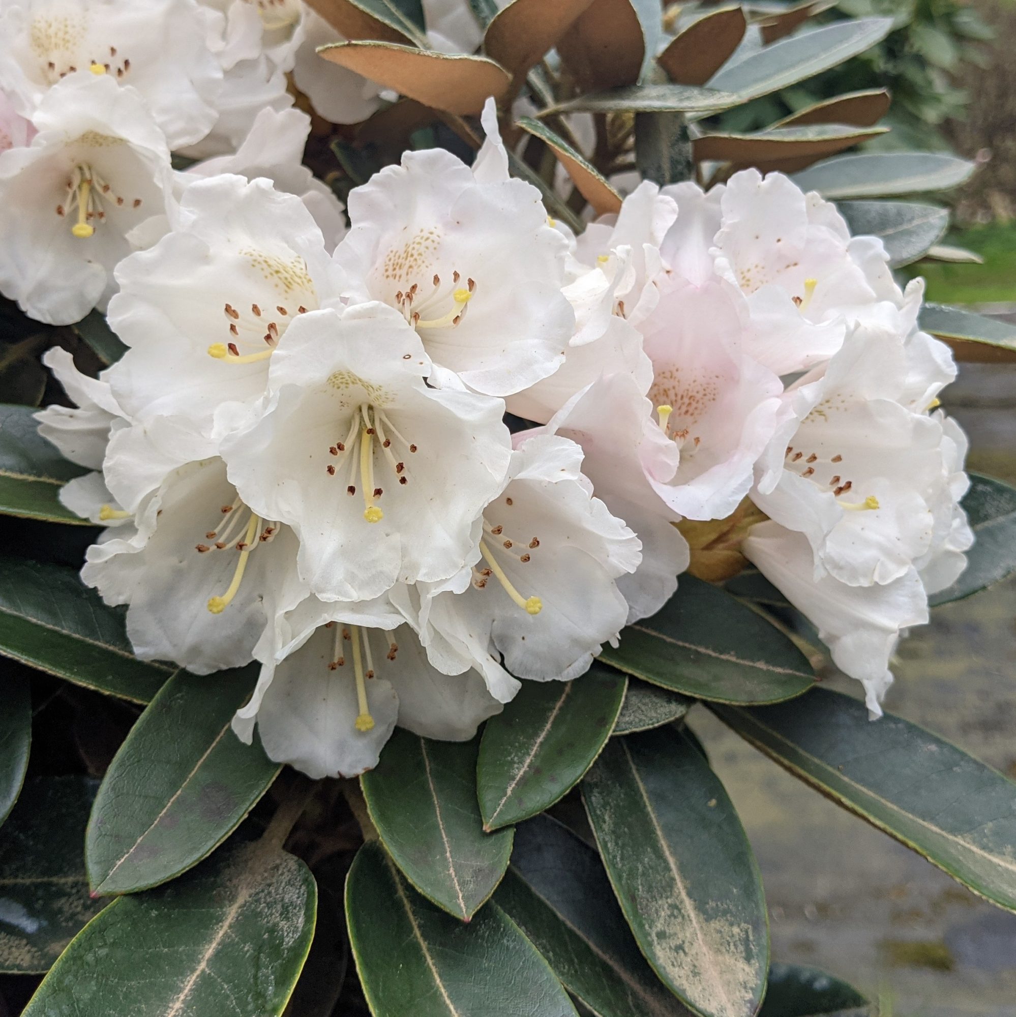 Rhododendron Silbervelours - Compact Rhododendrons - Millais Nurseries