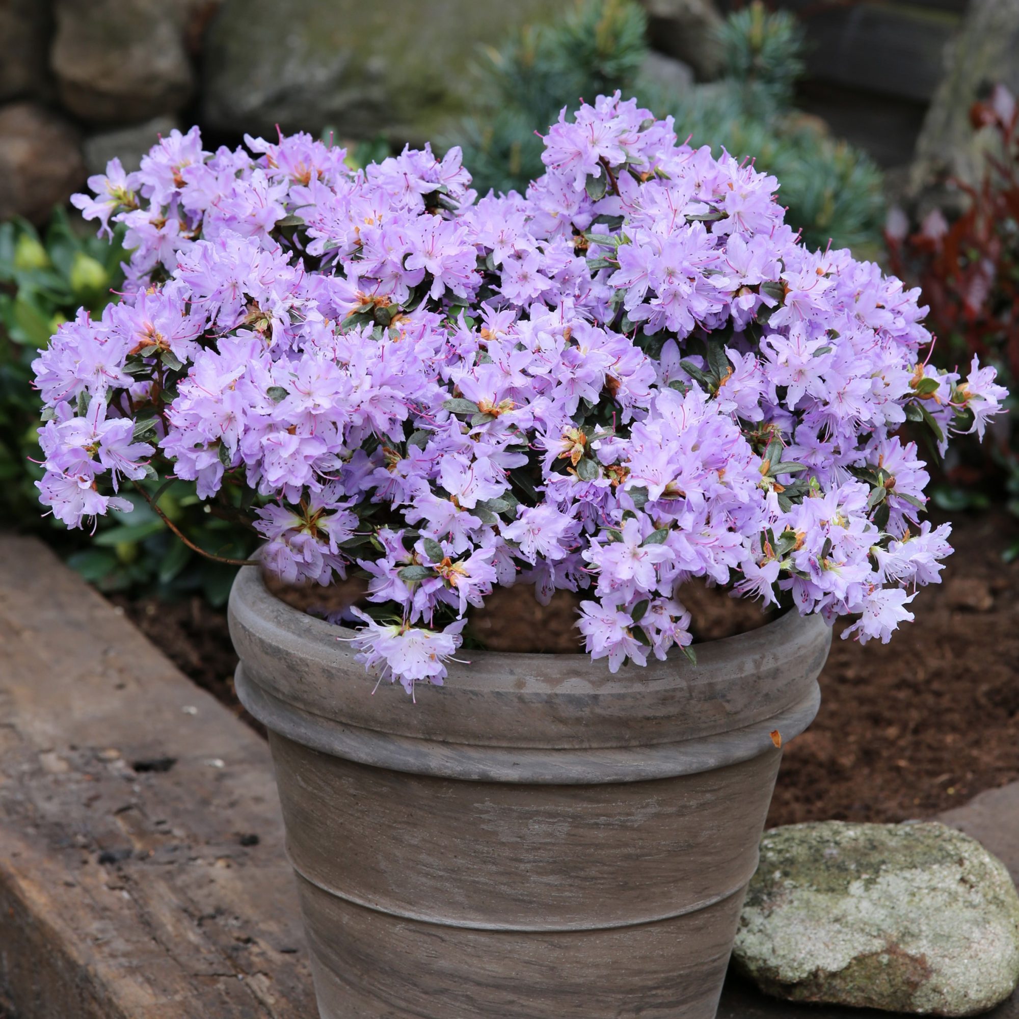 Dwarf Rhododendron Azurika - Dwarf Rhododendrons - Millais Nurseries