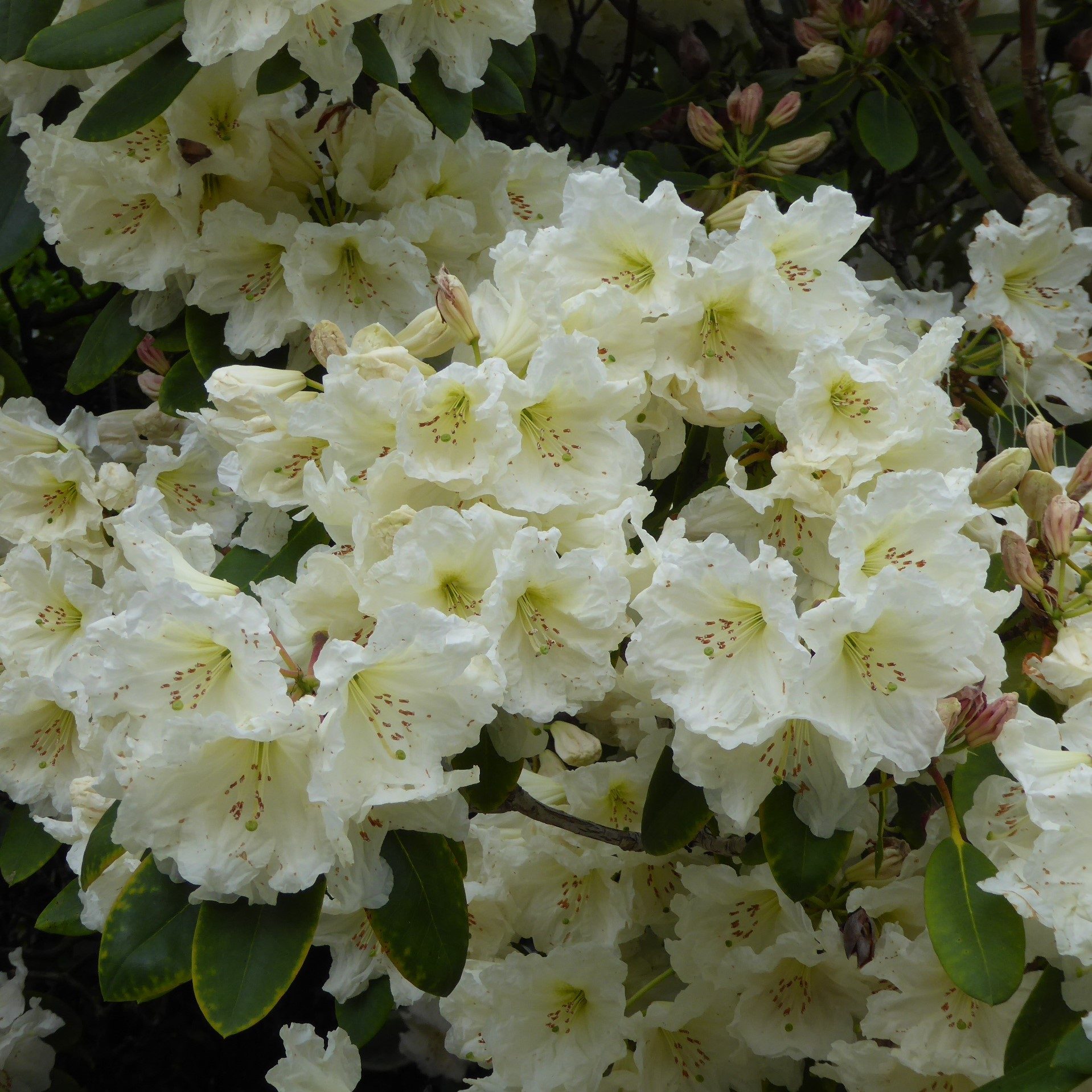 Rhododendron Olivia - Tall Hybrid Rhododendrons - Millais Nurseries