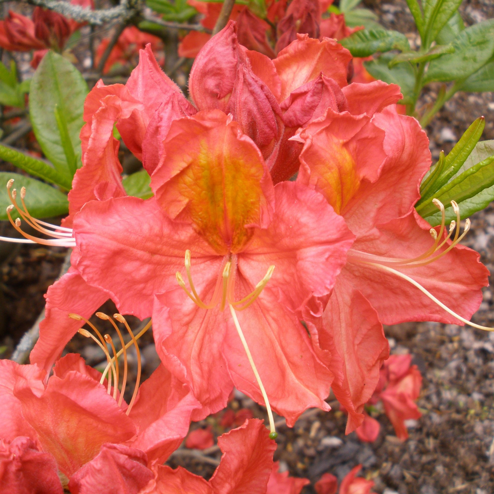 Deciduous Azalea Juanita - Deciduous Azaleas - Millais Nurseries