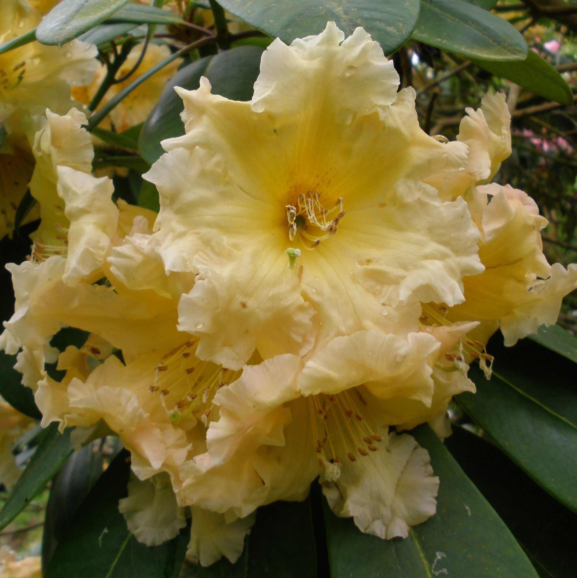 Rhododendron Golden Fleece - Tall Hybrid Rhododendrons - Millais Nurseries