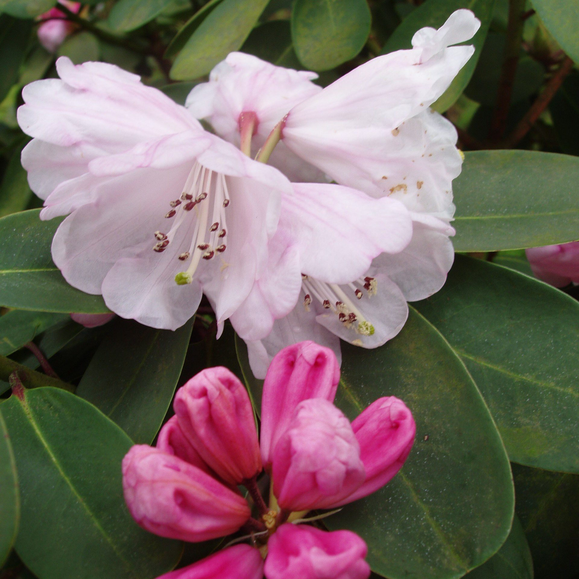 Rhododendron oreodoxa var. oreodoxa - Species Rhododendrons - Millais ...