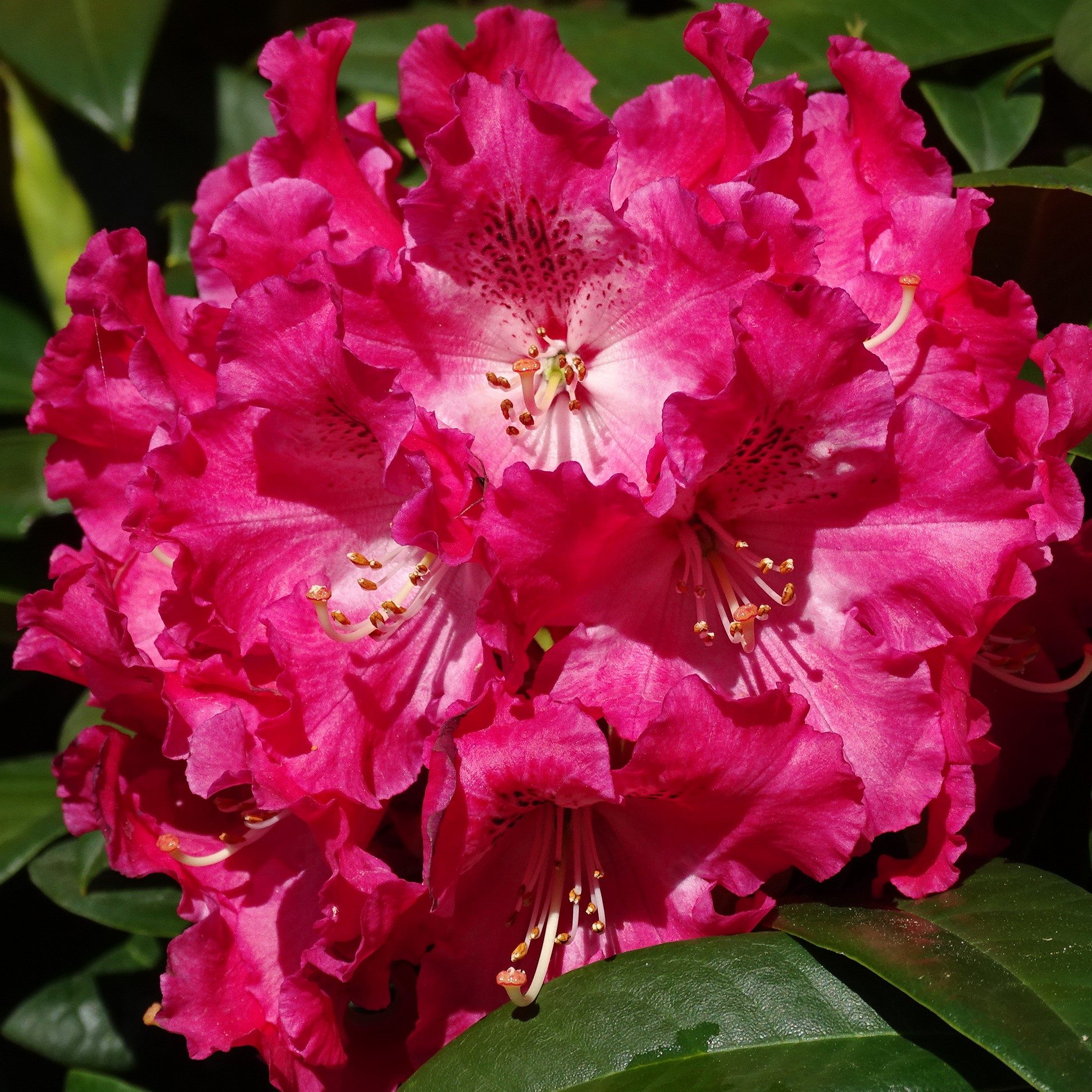 Rhododendron Nofretete - Compact Rhododendrons - Millais Nurseries