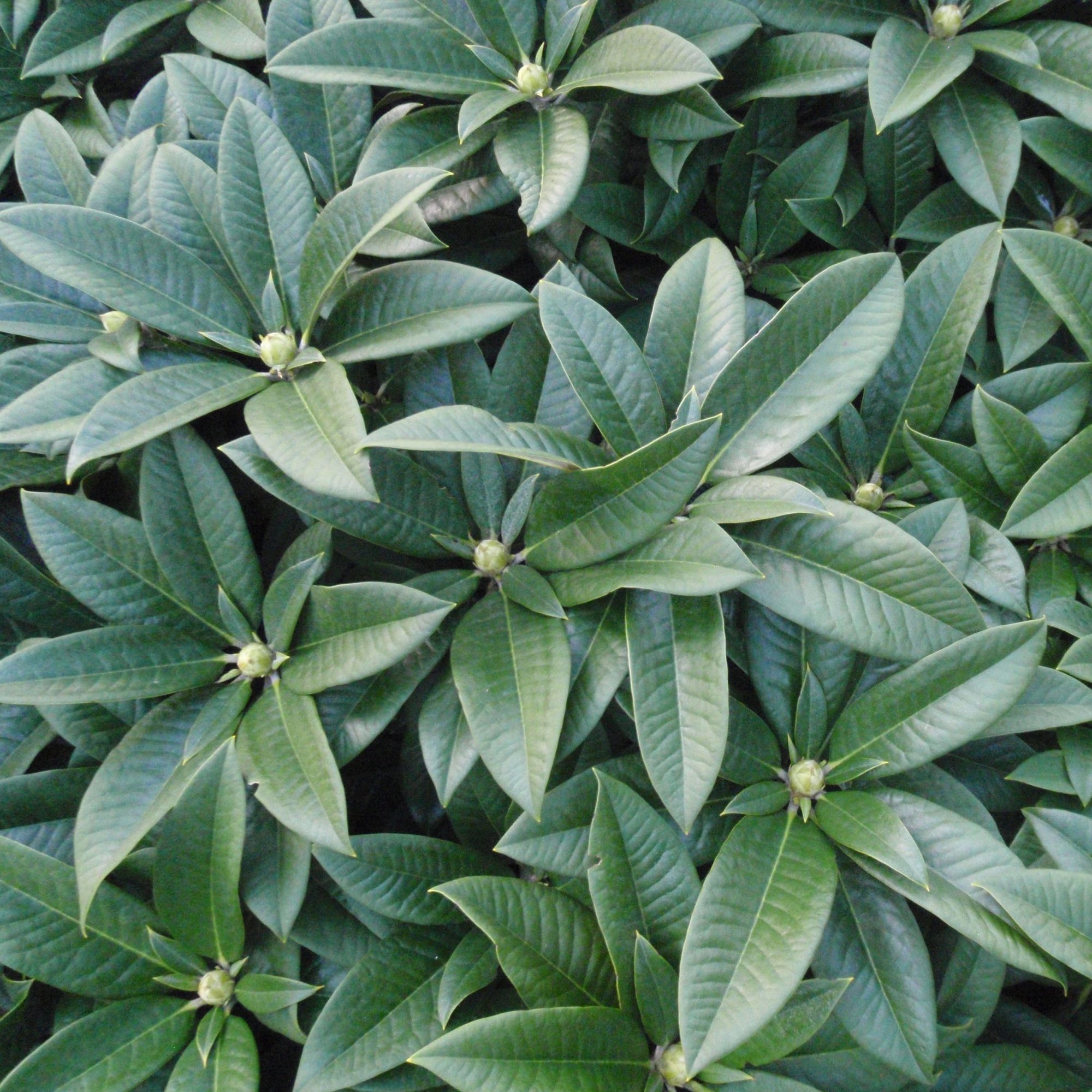 Rhododendron Nofretete - Compact Rhododendrons - Millais Nurseries