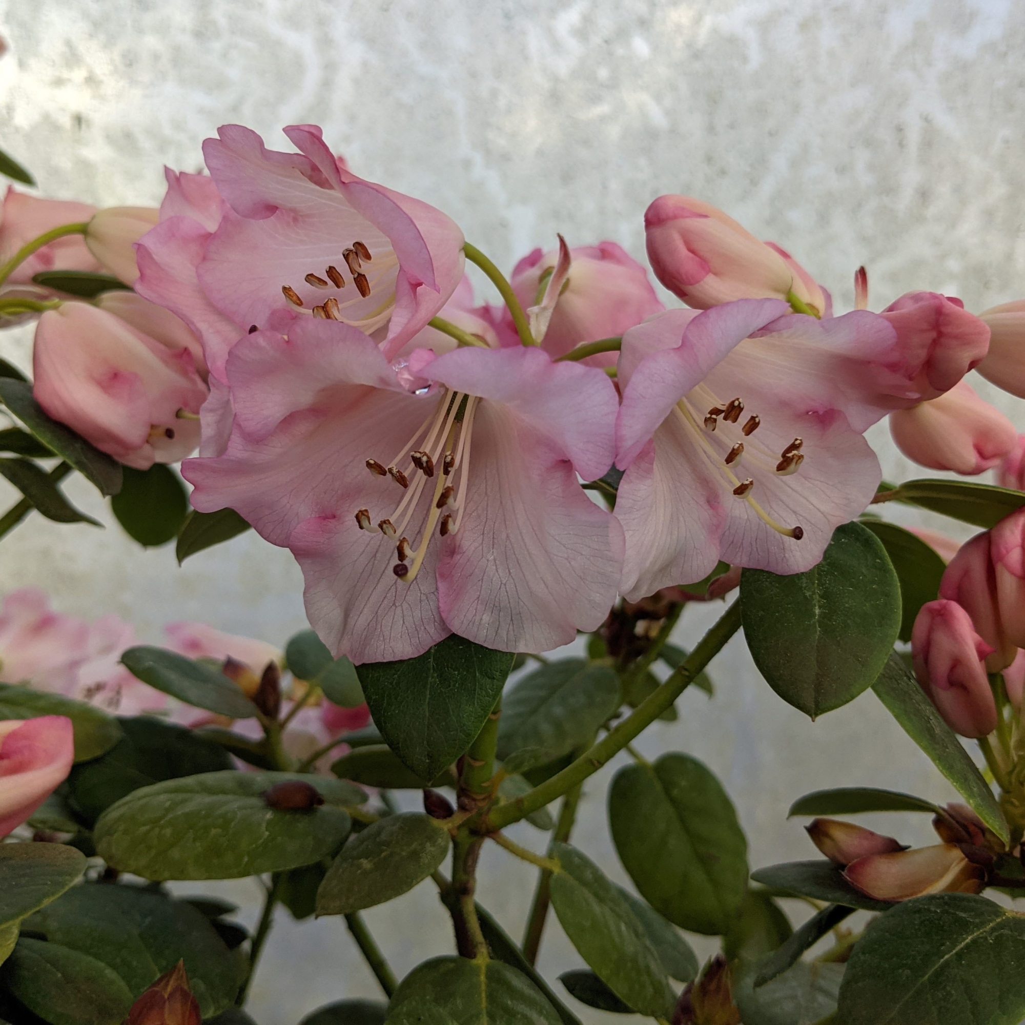 Rhododendron Moonstone - Compact Rhododendrons - Millais Nurseries