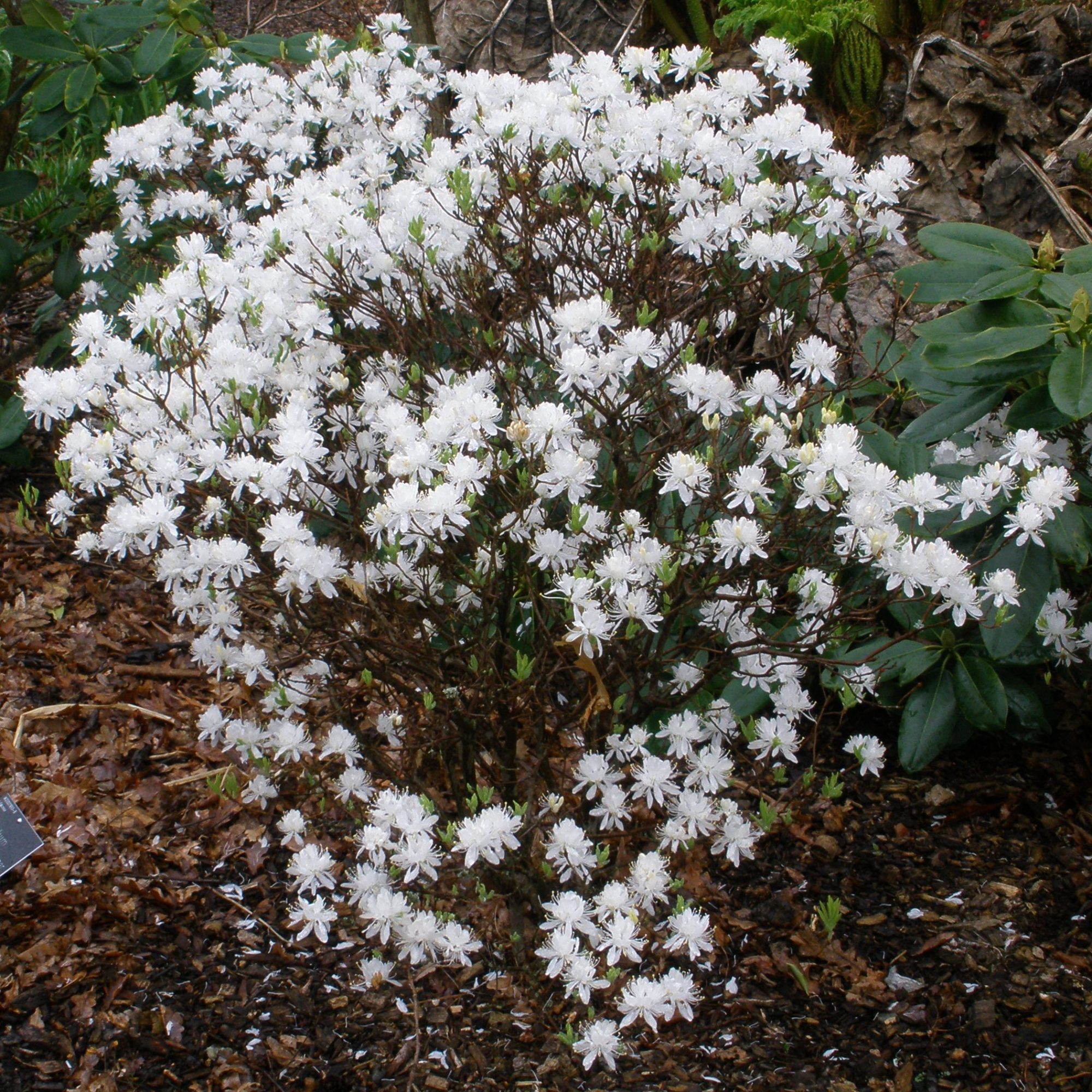 canadense Deciduous Azalea - Buy Rhododendron canadense 'album' online ...