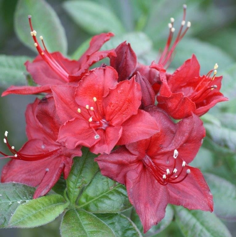 Deciduous Azalea Doloroso - Deciduous Azaleas - Millais Nurseries