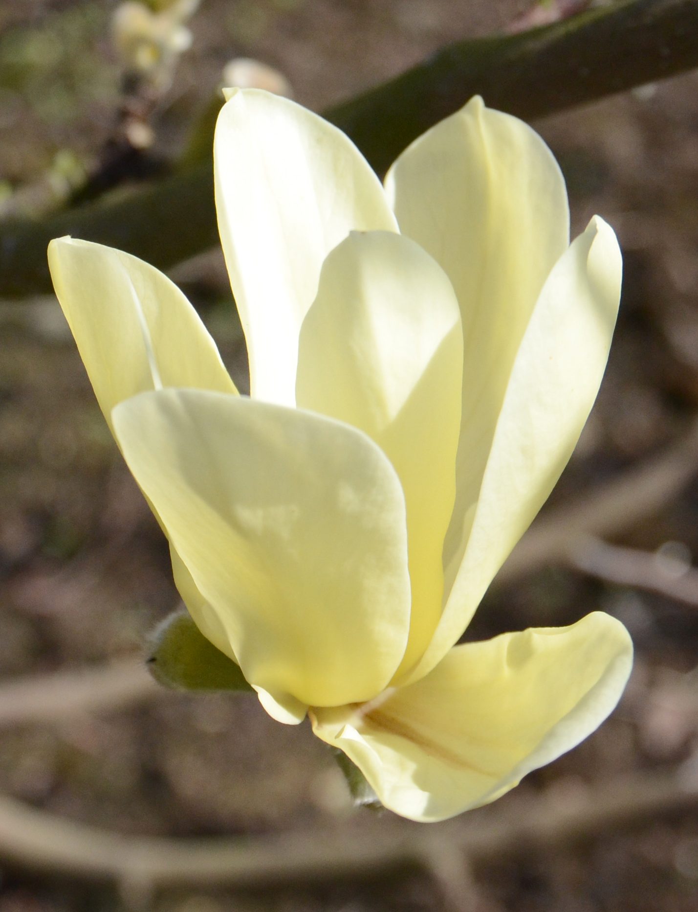 Magnolia Golden Pond - Magnolias - Millais Nurseries