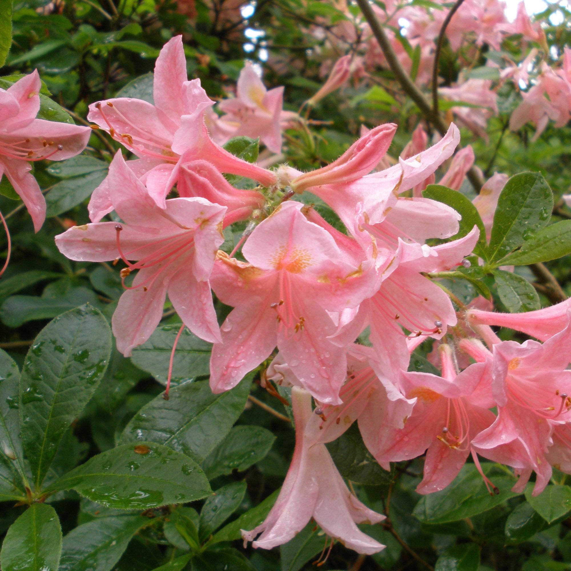 Deciduous Azalea Tower Daring - Deciduous Azaleas - Millais Nurseries