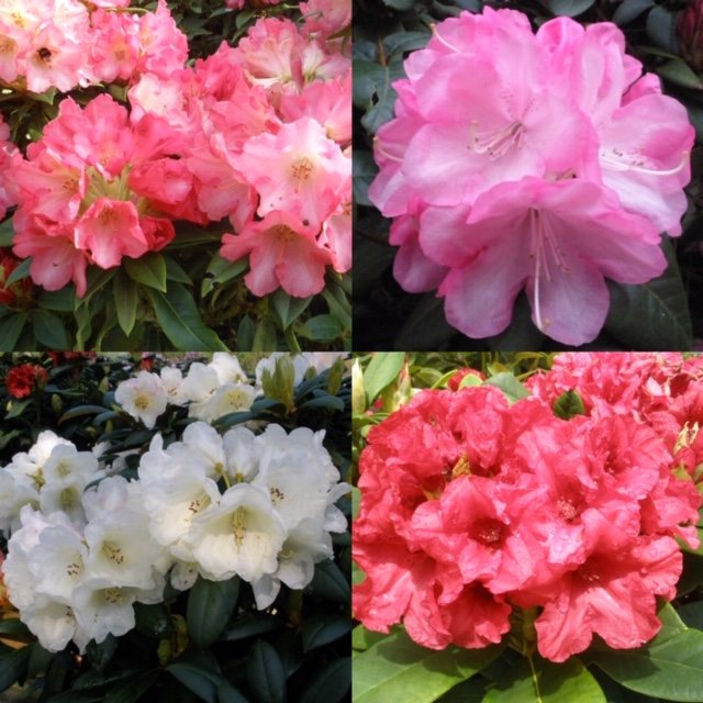 Compact Rhodo Pallet Deal (30 x 3 litre plants) - Compact Rhododendrons ...