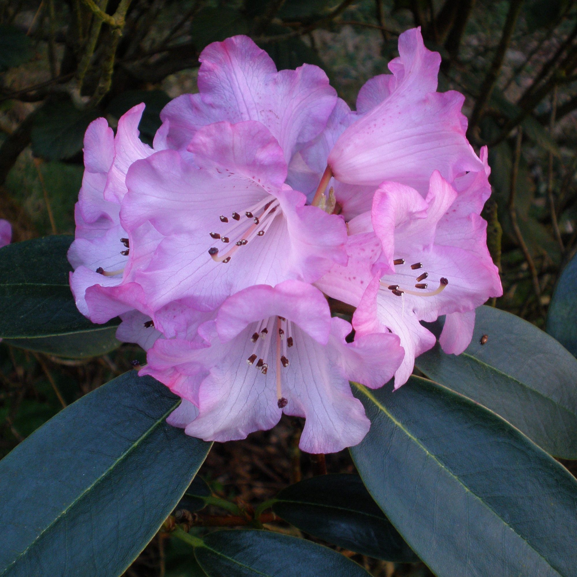 Rhododendron campanulatum DM22 - Species Rhododendrons - Millais Nurseries