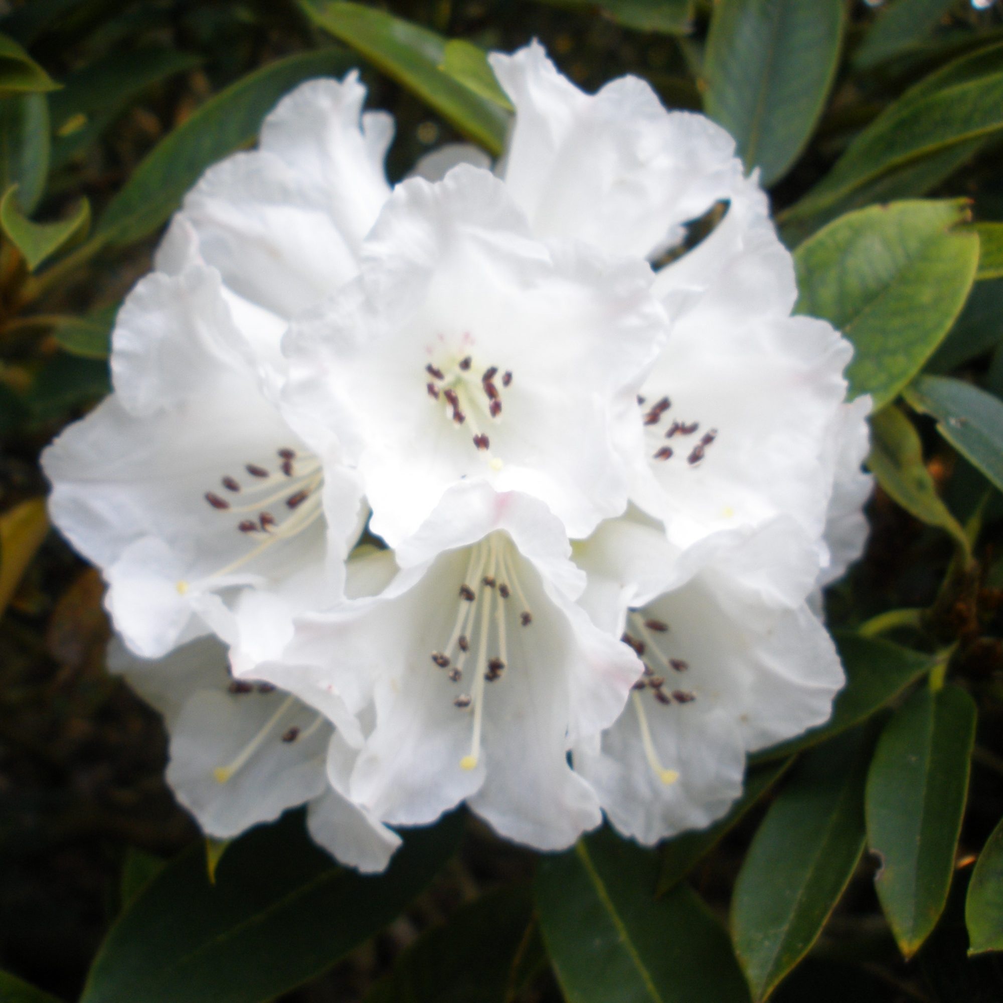 Rhododendron faberi 'Mount Omei' - Species Rhododendrons - Millais ...