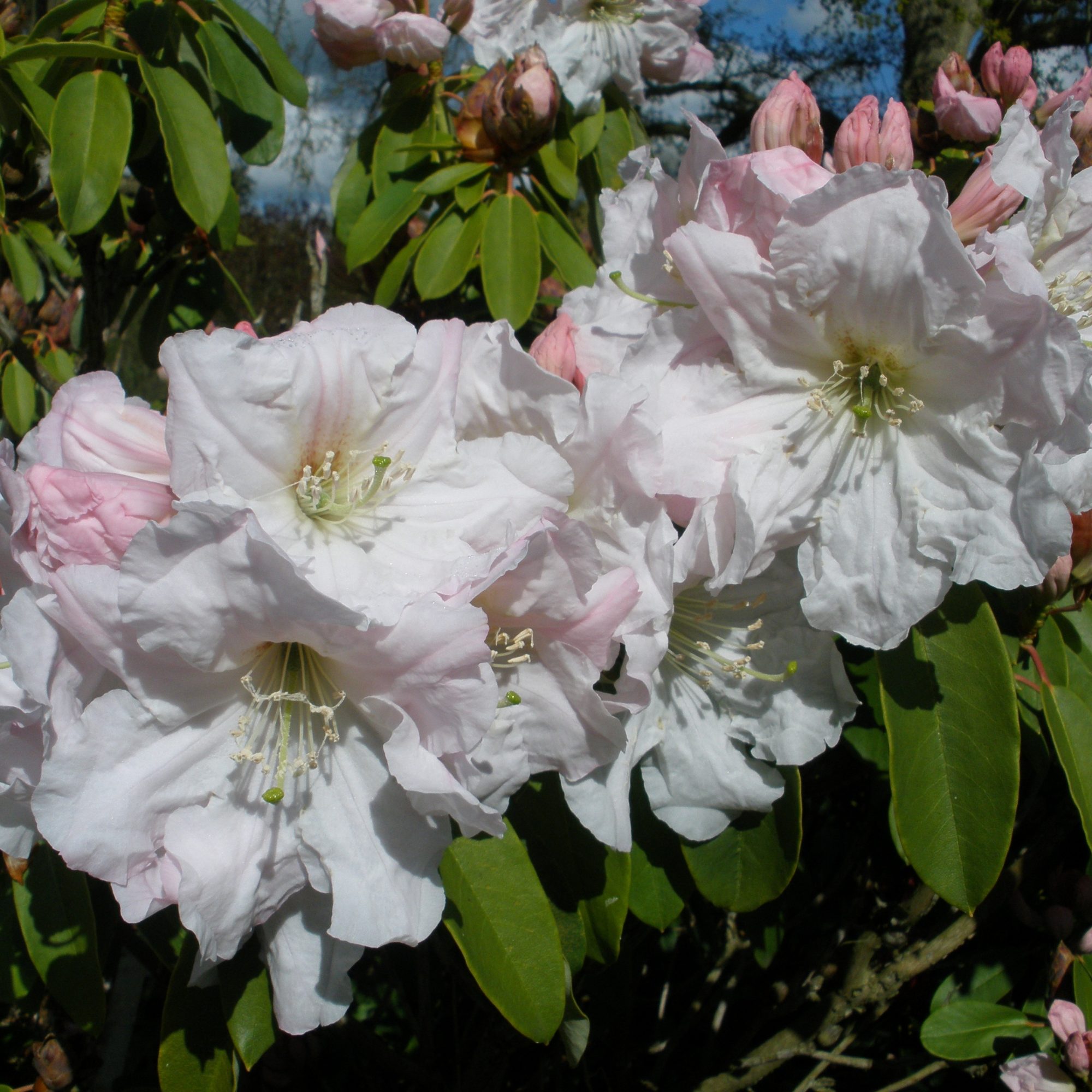 Rhododendron fortunei 'Hachmann's Best' - Species Rhododendrons ...