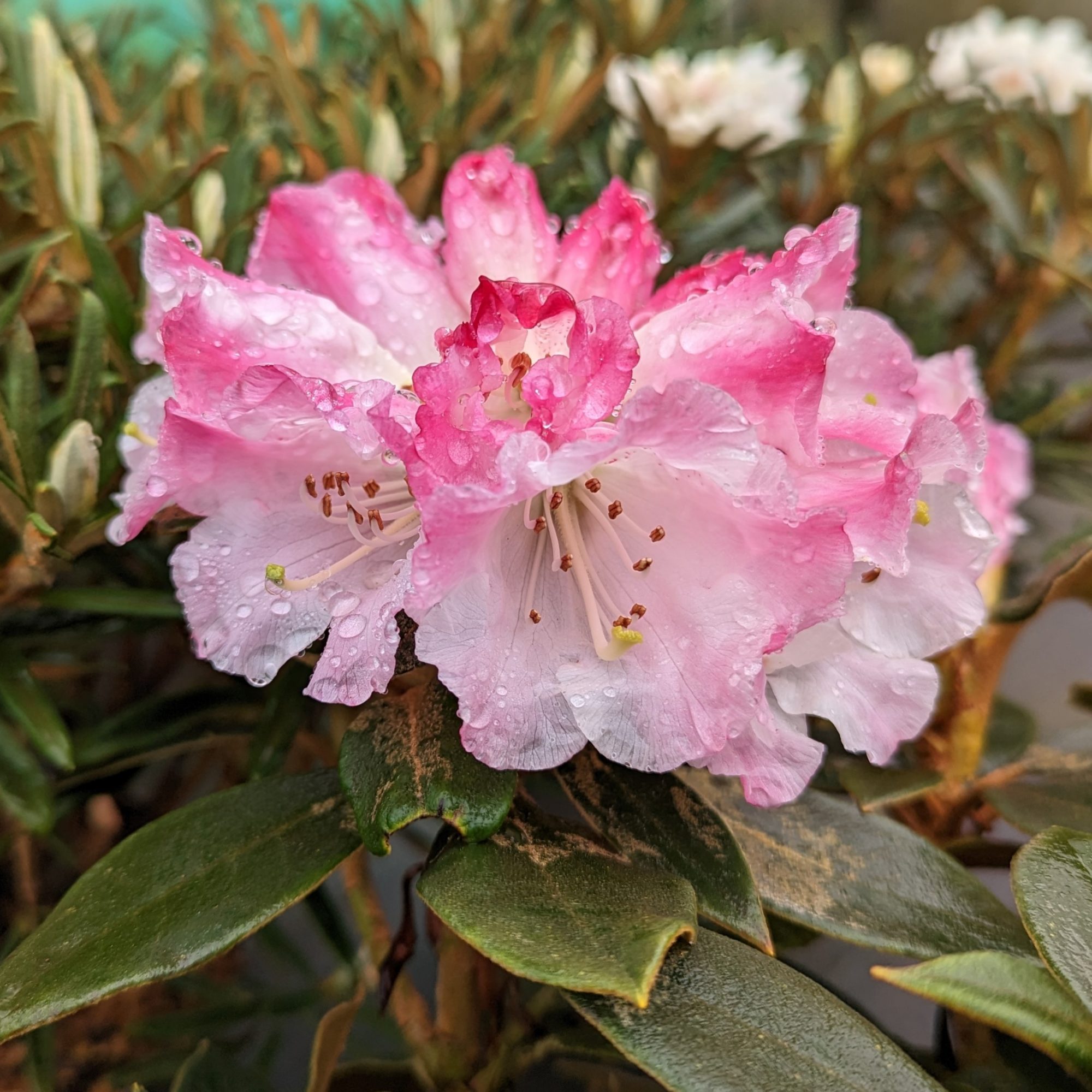 Rhododendron Pubicostatum - Tall Hybrid Rhododendrons - Millais Nurseries