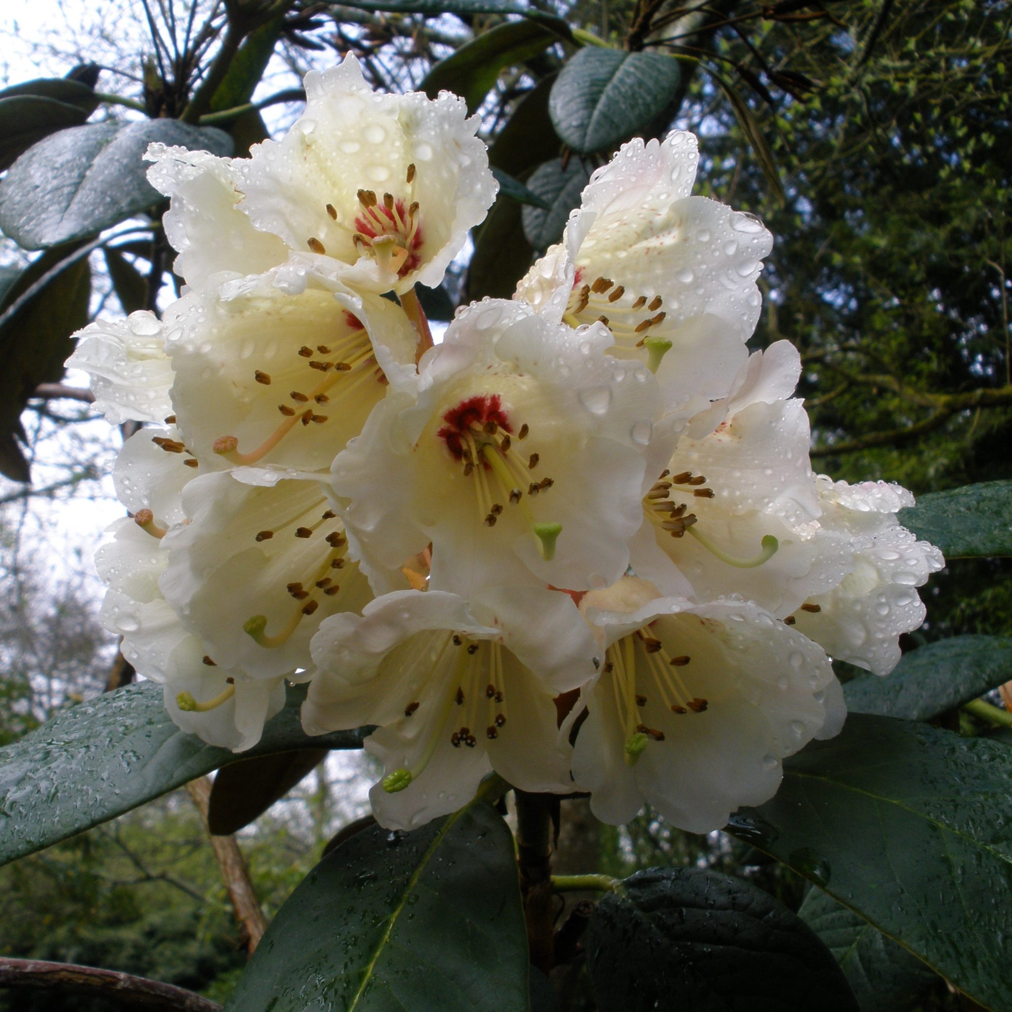 Rhododendron wightii - Species Rhododendrons - Millais Nurseries