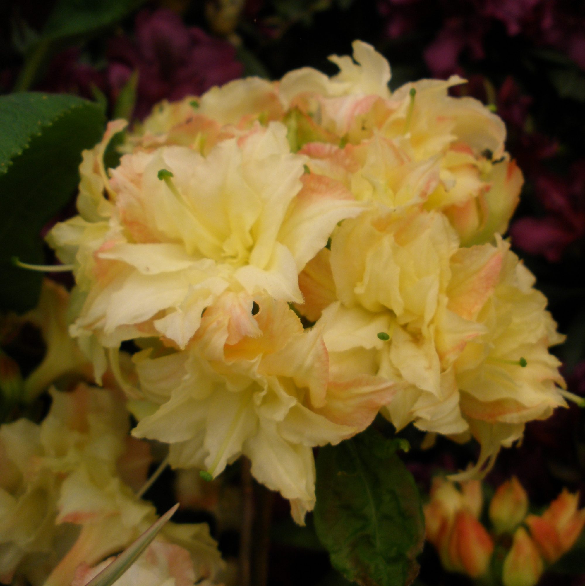 Cannon's Double Deciduous Azalea - Buy Rhododendron Cannon's Double ...