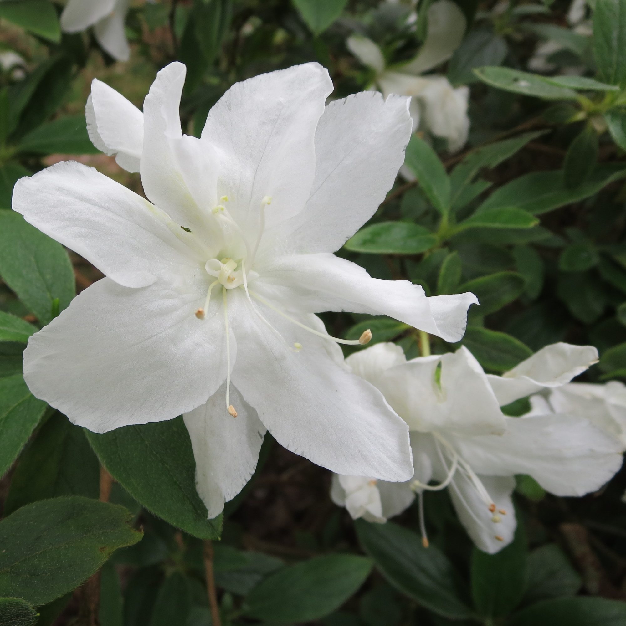Evergreen Azalea Truus - Evergreen Azaleas - Millais Nurseries