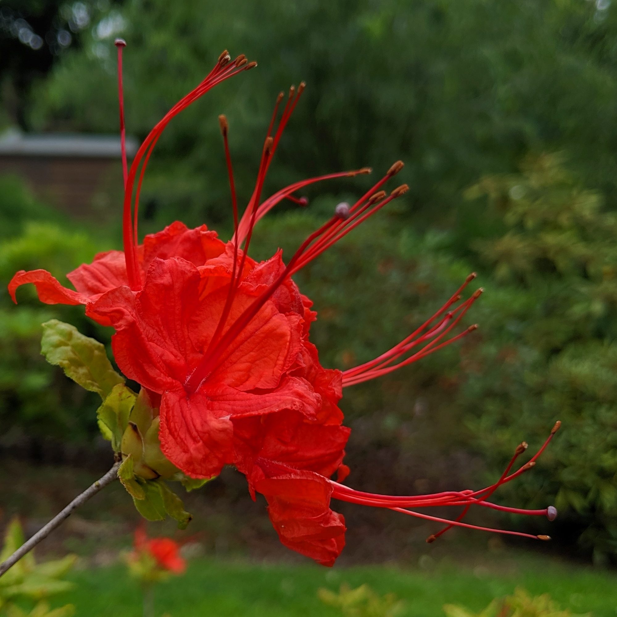 Deciduous Azalea prunifolium 'Ted's Red' - Deciduous Azaleas - Millais ...
