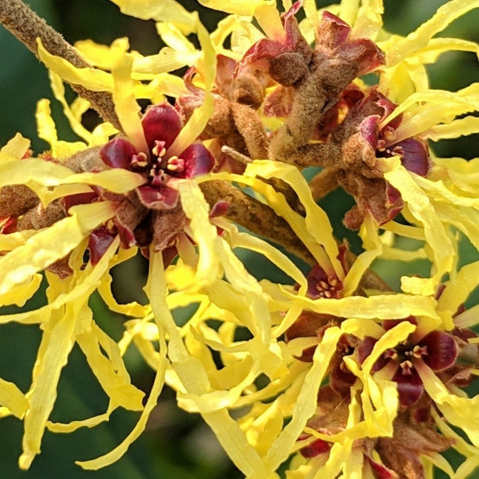 Hamamelis intermedia Pallida AGM - Choice Plants - Millais Nurseries