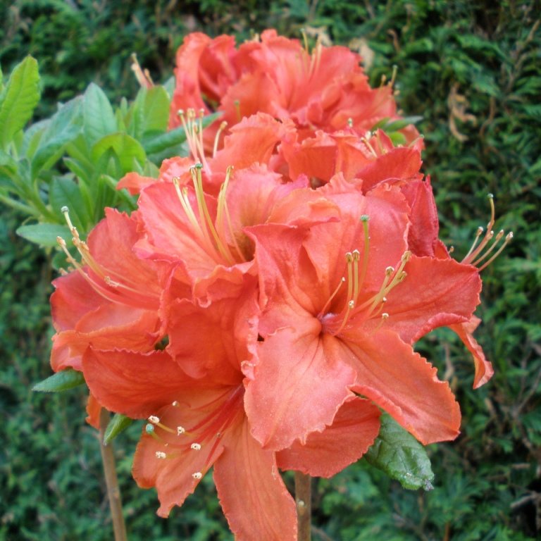 Chariots of Fire Deciduous Azalea - Buy Rhododendron Chariots of Fire ...