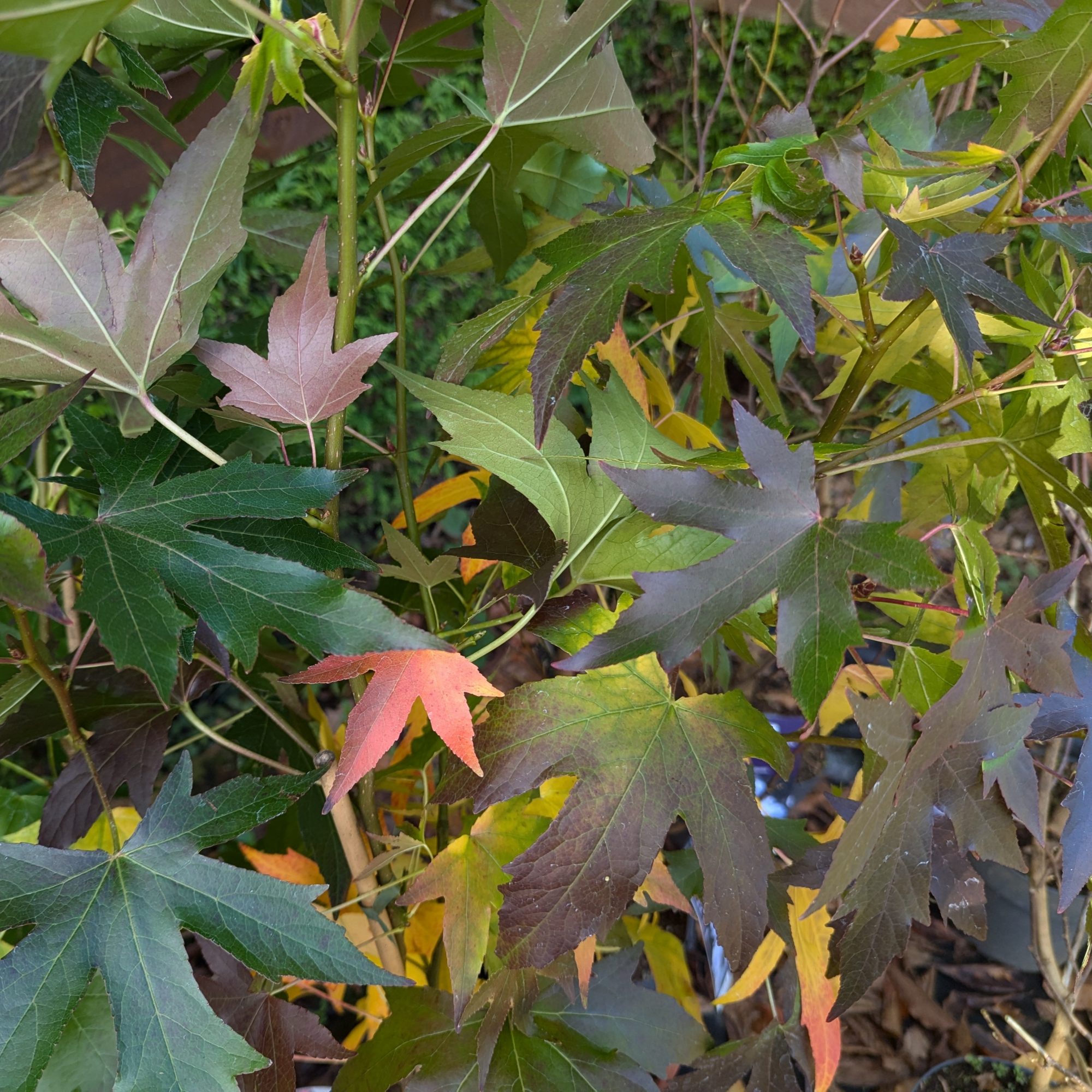 Liquidamber styraciflua Worplesdon AGM - Choice Plants - Millais Nurseries