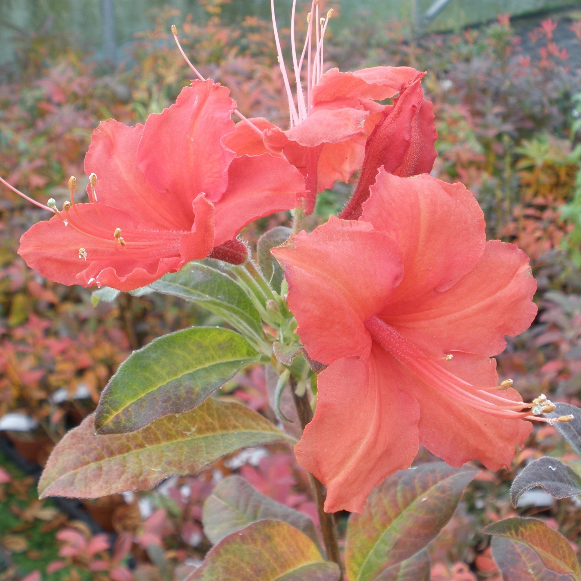 Chariots of Fire Deciduous Azalea - Buy Rhododendron Chariots of Fire ...
