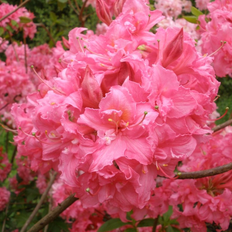 Charlotte Megan Deciduous Azalea - Buy Charlotte Megan Rhododendron ...