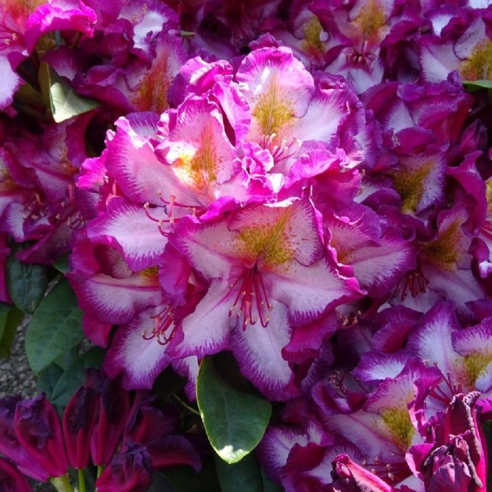 Rhododendron Happydendron Pushy Purple INKARHO - INKARHO Lime-tolerant ...