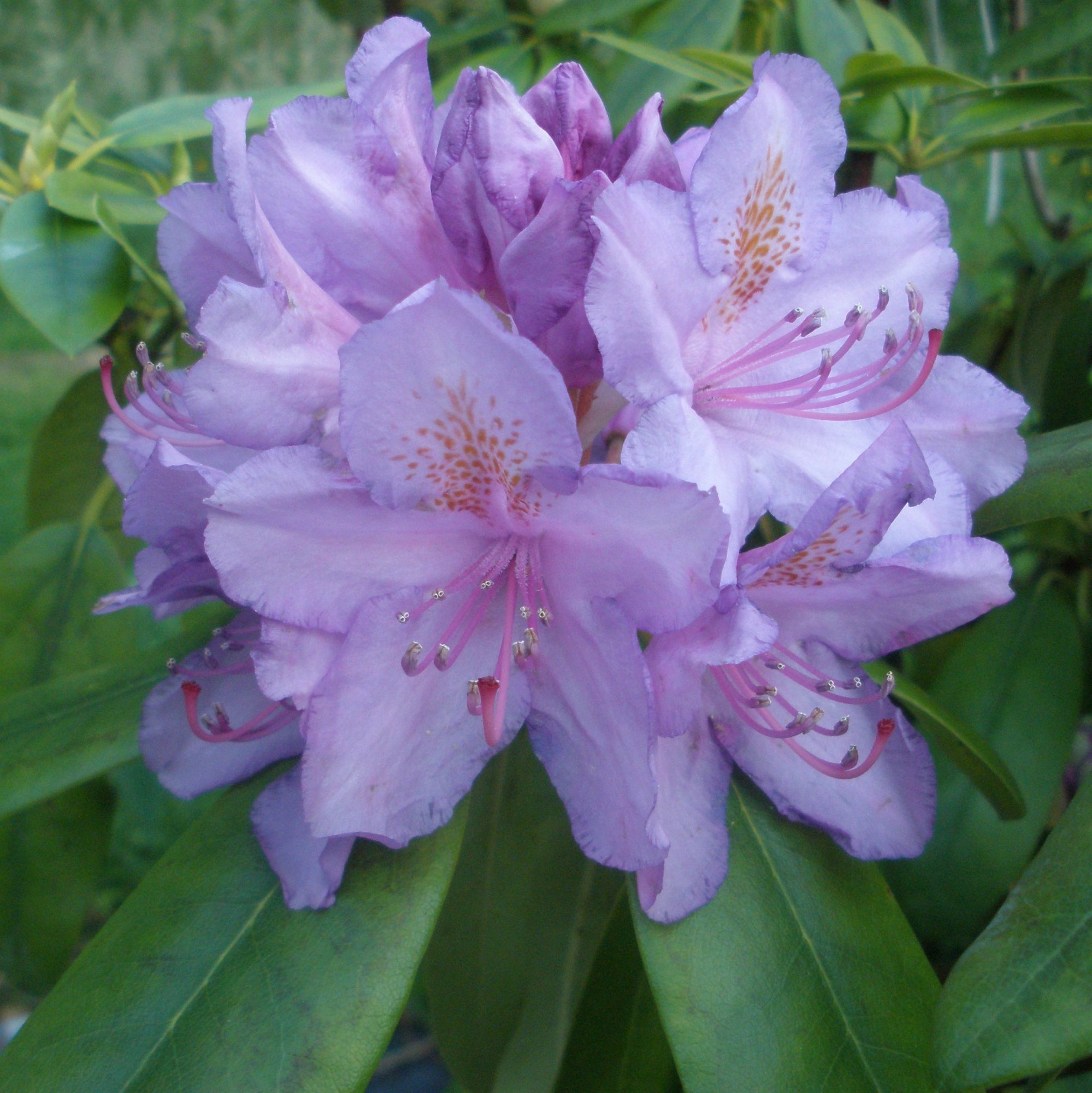Rhododendron Catawbiense Grandiflorum INKARHO - INKARHO Lime-tolerant ...